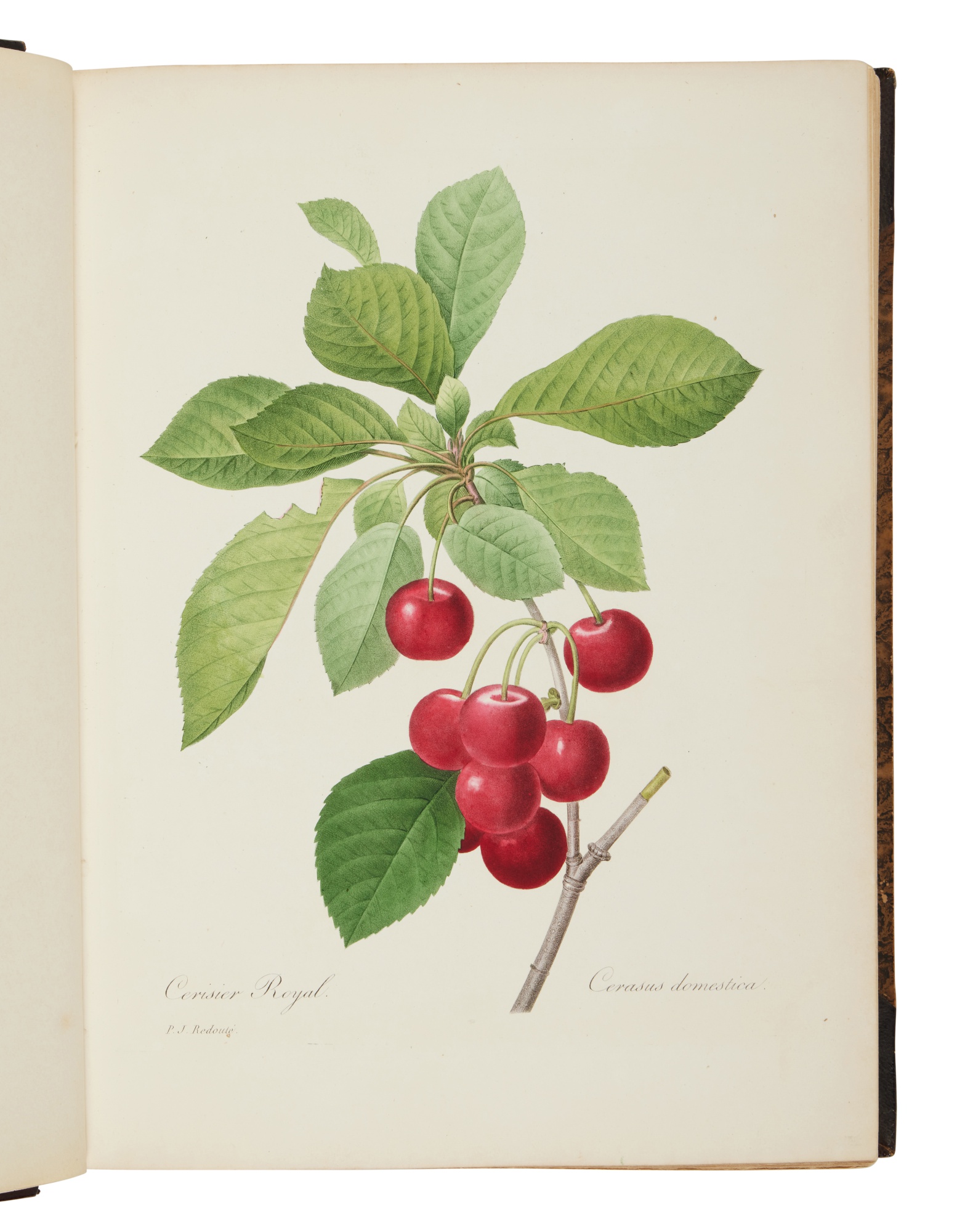 Redouté, Pierre-Joseph | "But would a rose by any other name would ...