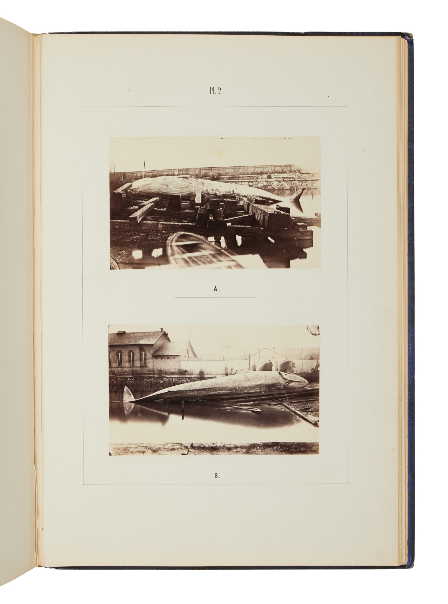 Malm, Auguste Wilhelm | An inadvertent photographic work of art on ...