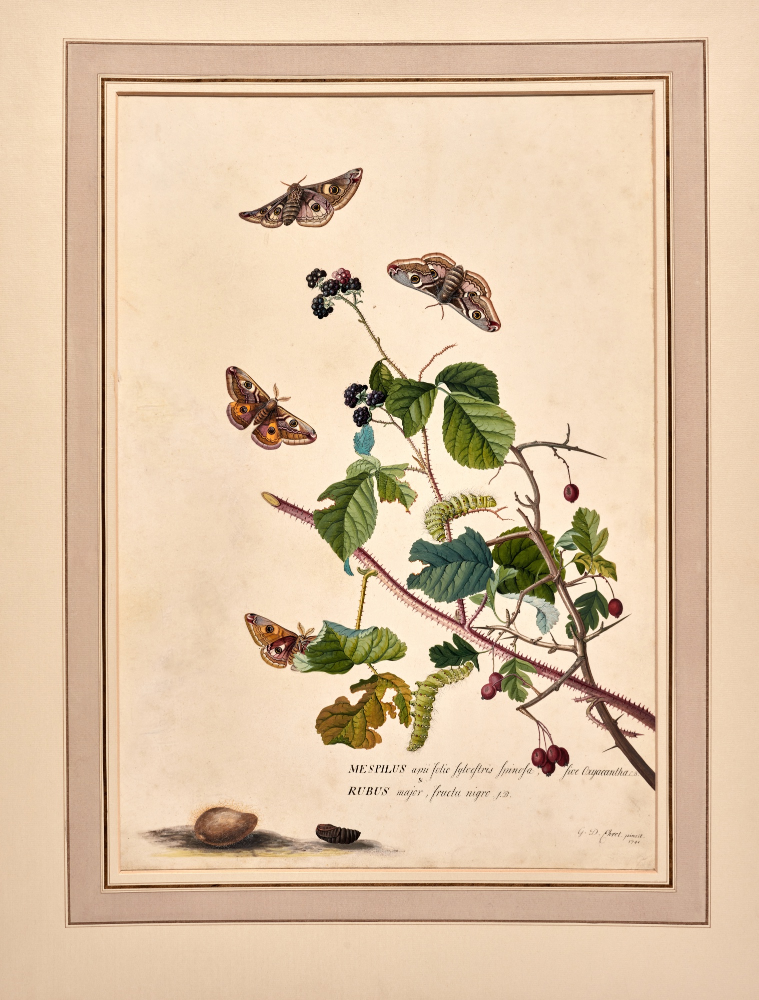 Georg Dionysus Ehret | Medlar and blackberry plants with emperor moths ...