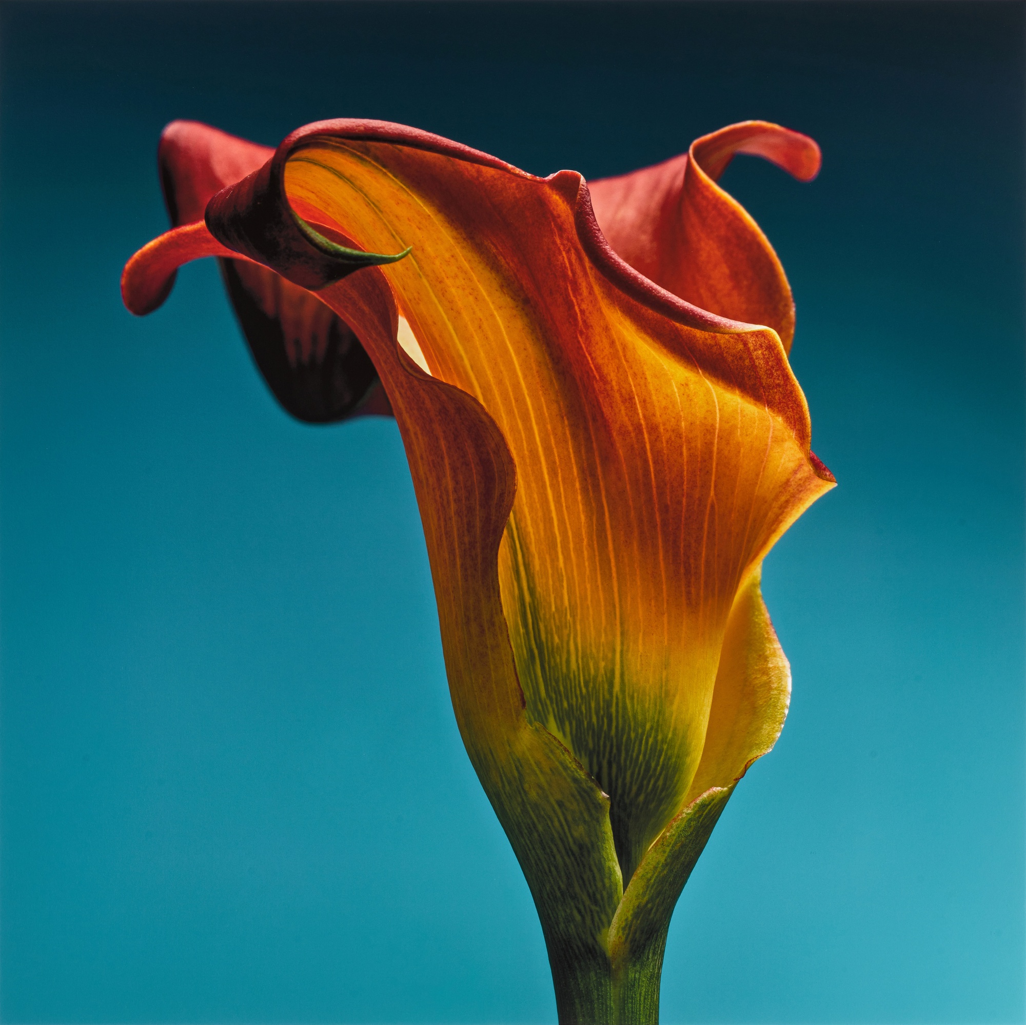 Lily | Photographs | 2023 | Sotheby's