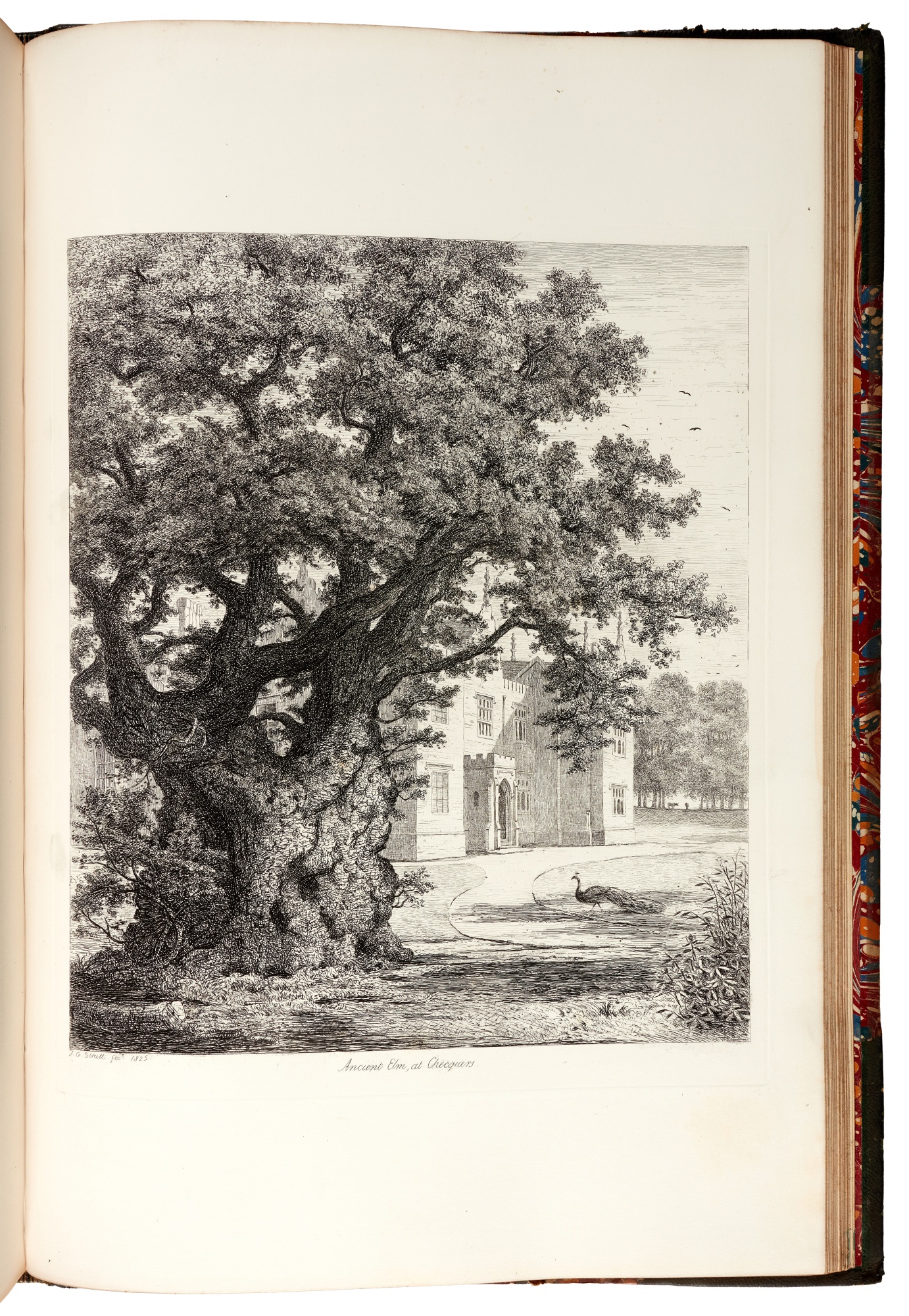 Jacob George Strutt | Sylva Britannica, London, 1826 [but 1840 ...