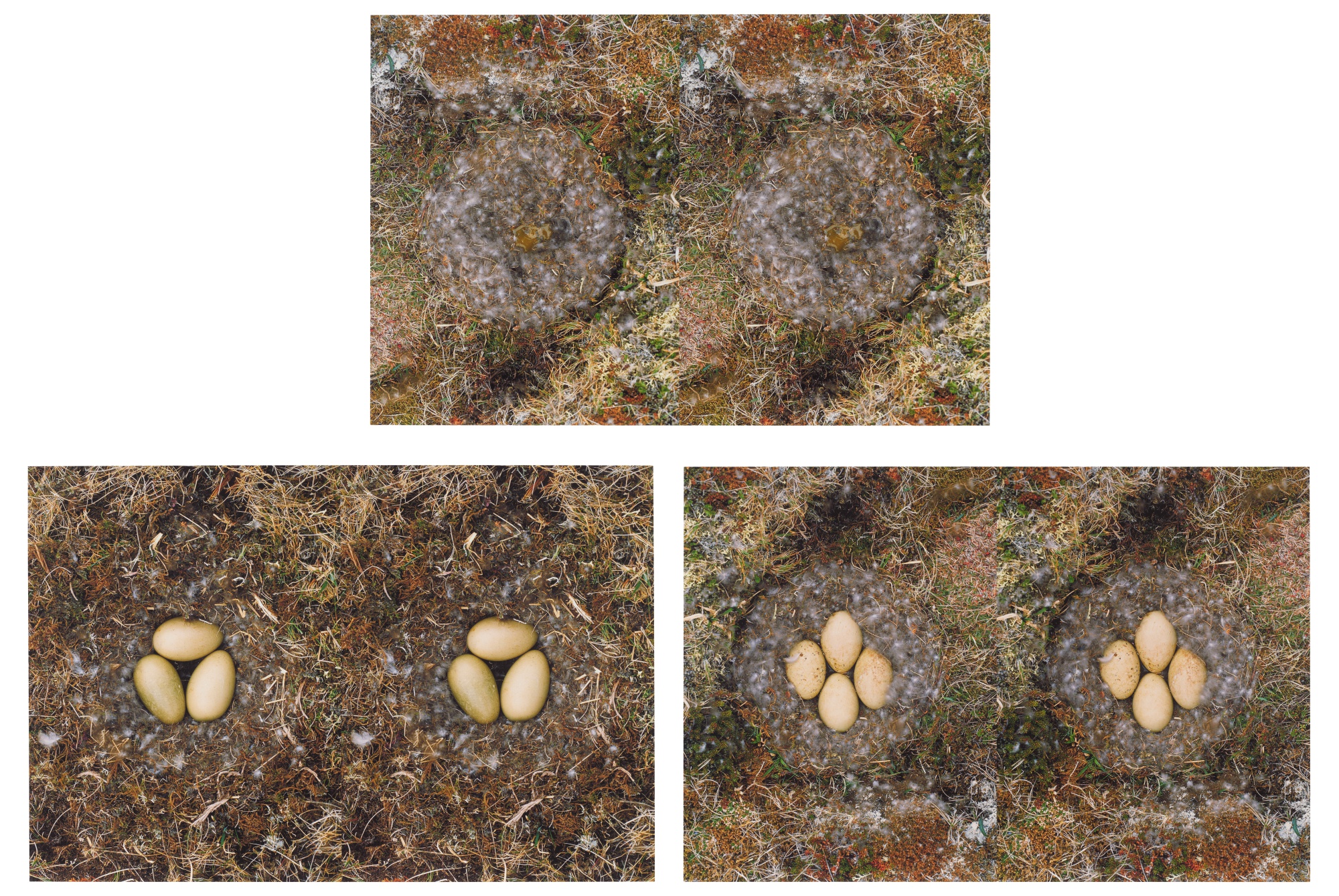 Untitled (To Nest #2), Untitled (To Nest #5) & Untitled (To Nest #6 ...