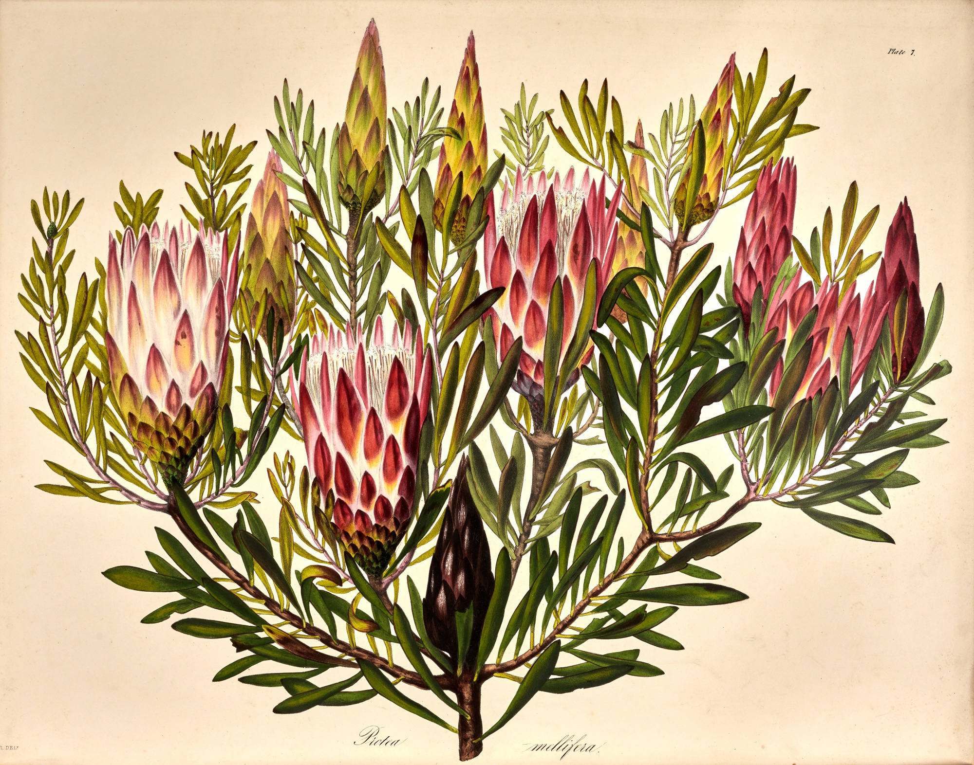 [Arabella E. Roupell] | Specimens of the flora of South Africa, London ...