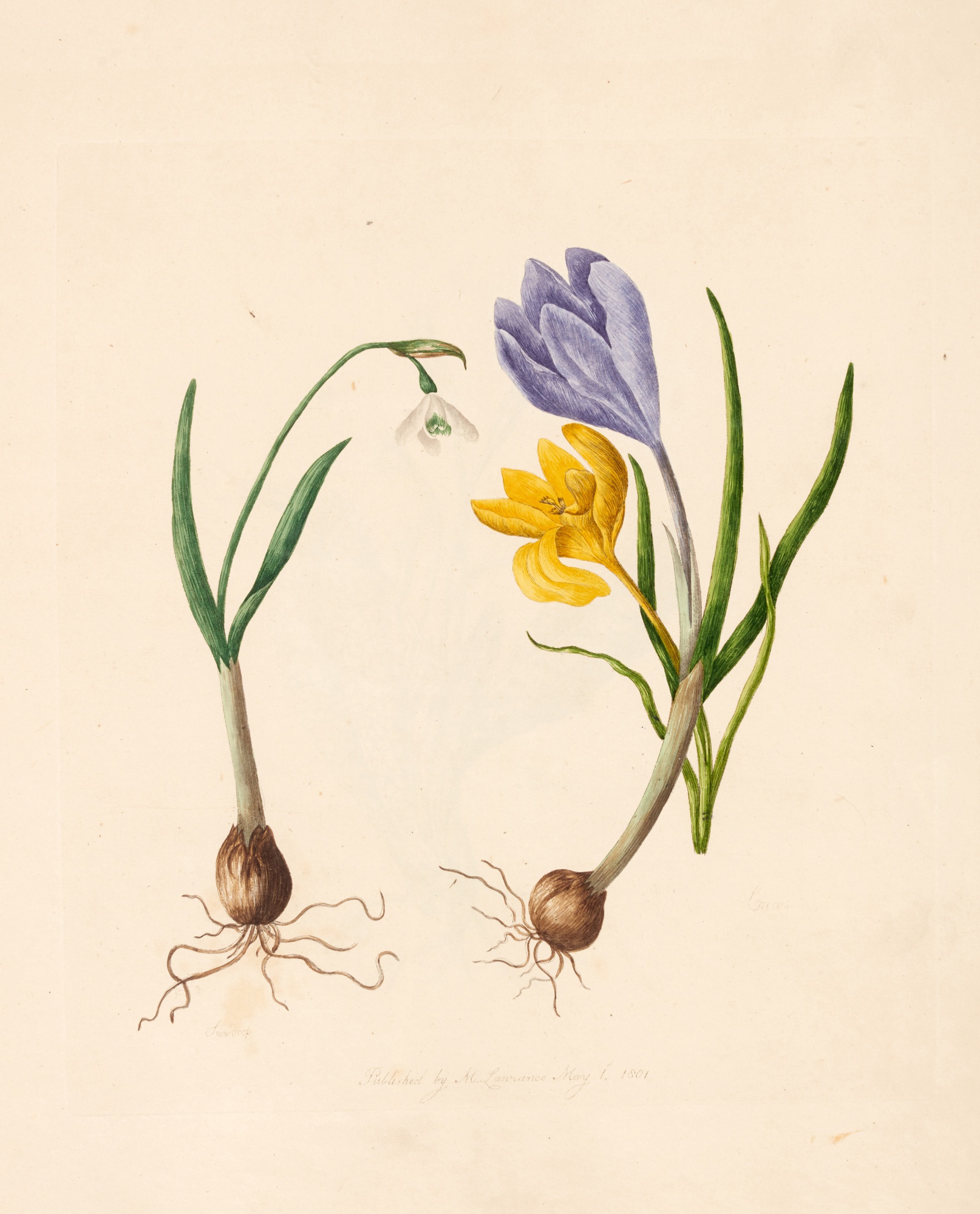 Mary Lawrance | Sketches of flowers from nature, 1801 | Travel, Atlases ...