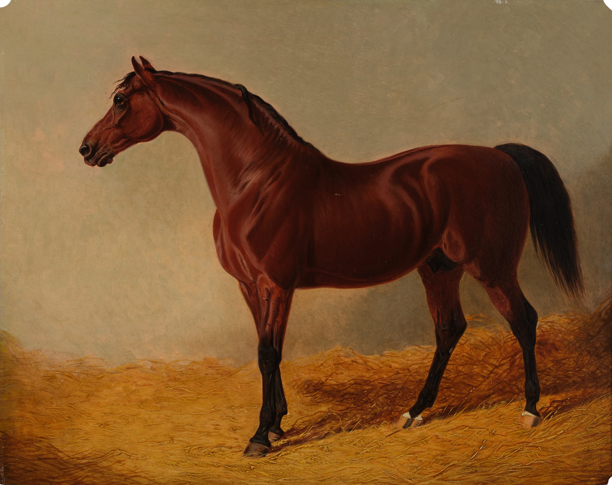 The Right Honorable Earl of Scarbrough's Catton in a Stable | Master ...