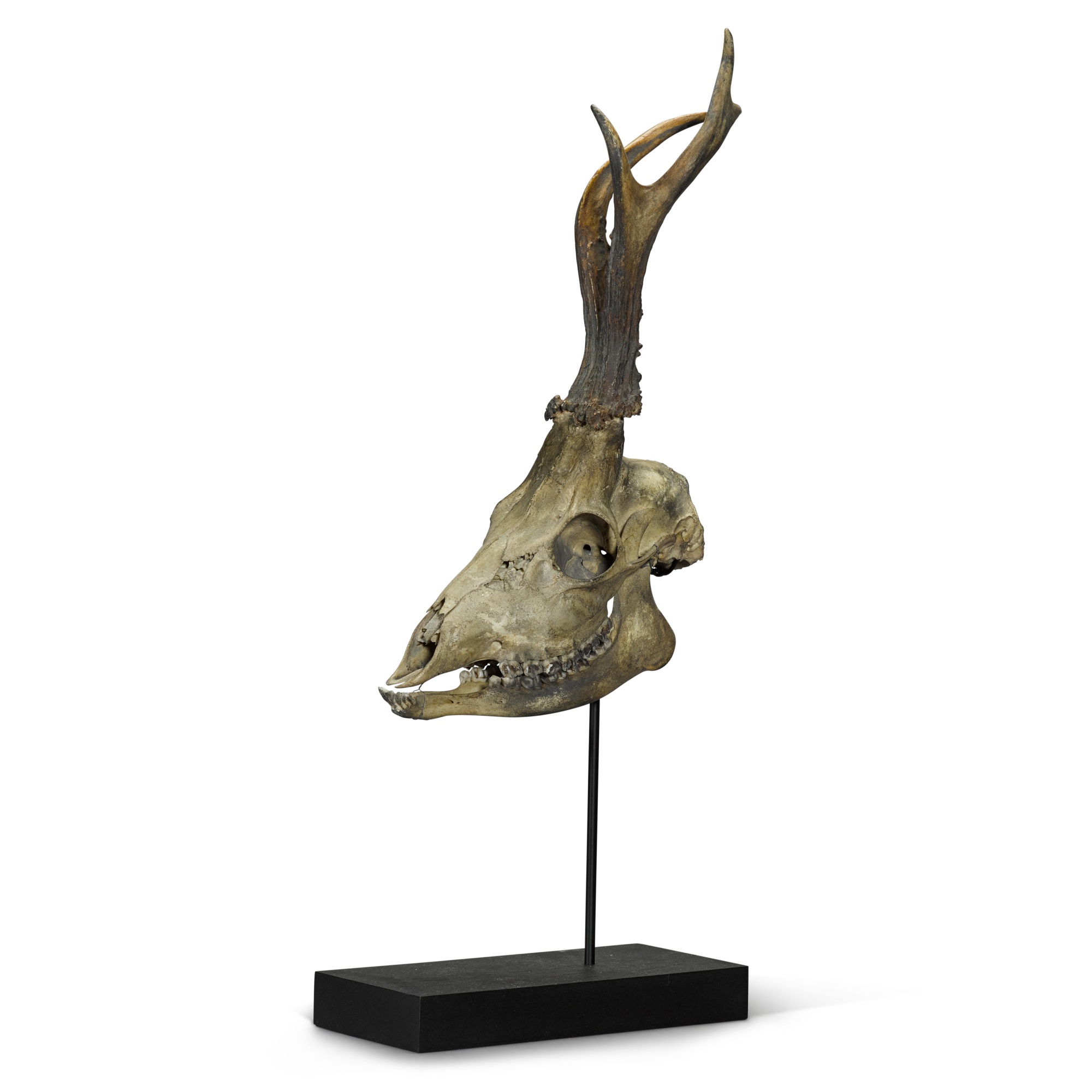 A malformation of Unicorn Buck Deer, 20th century | Emma Hawkins: A ...