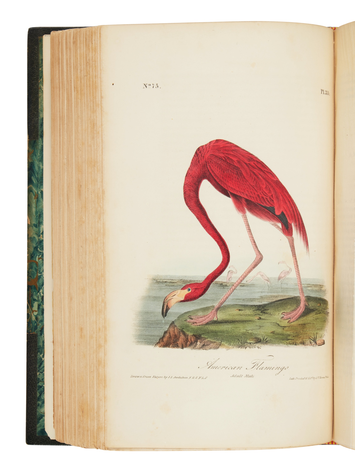 Audubon, John James | An original subscriber's copy preserving the ...