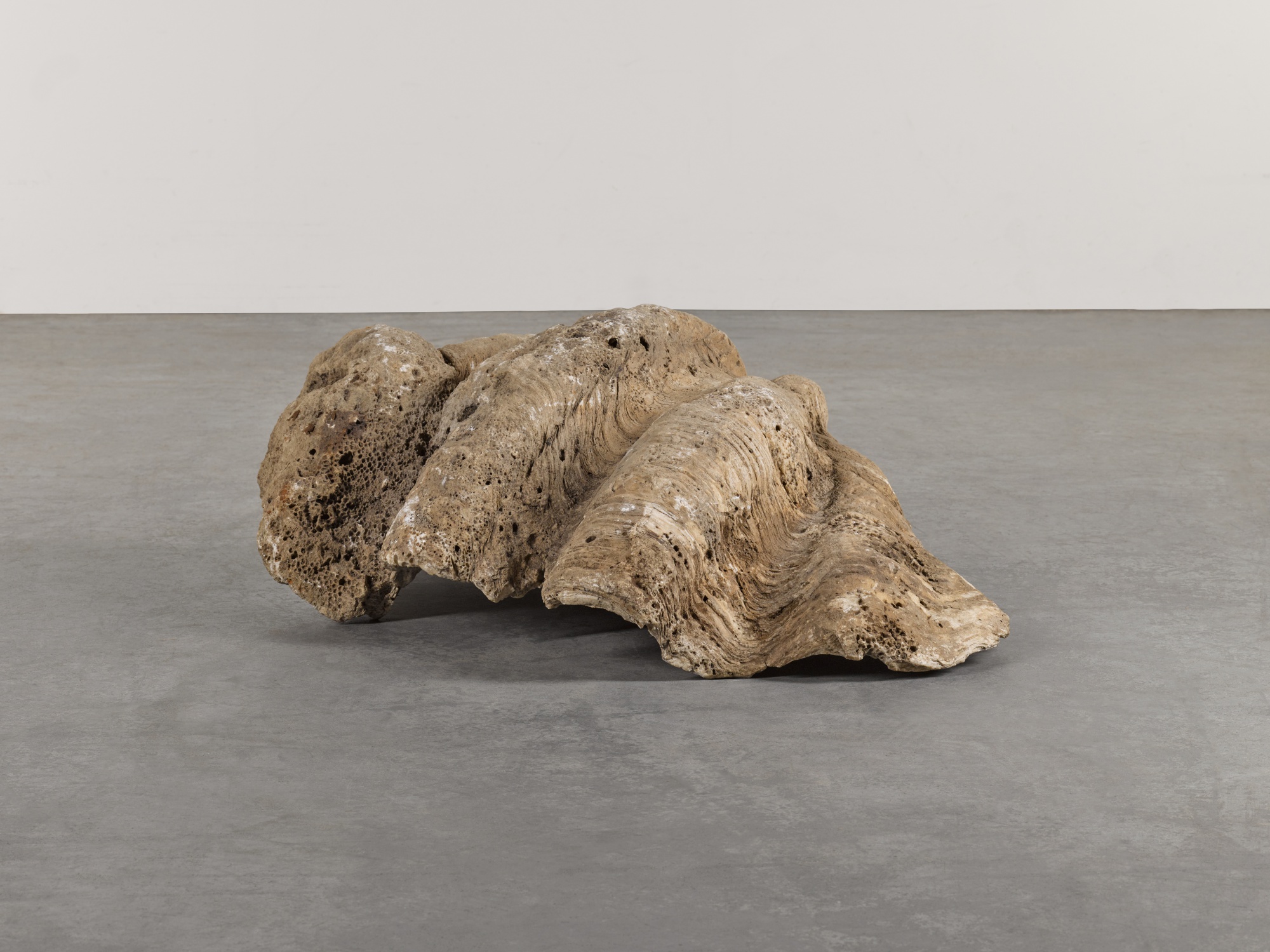 A pair of large antique Giant Clam (Tridacna gigas) shells | Emma ...