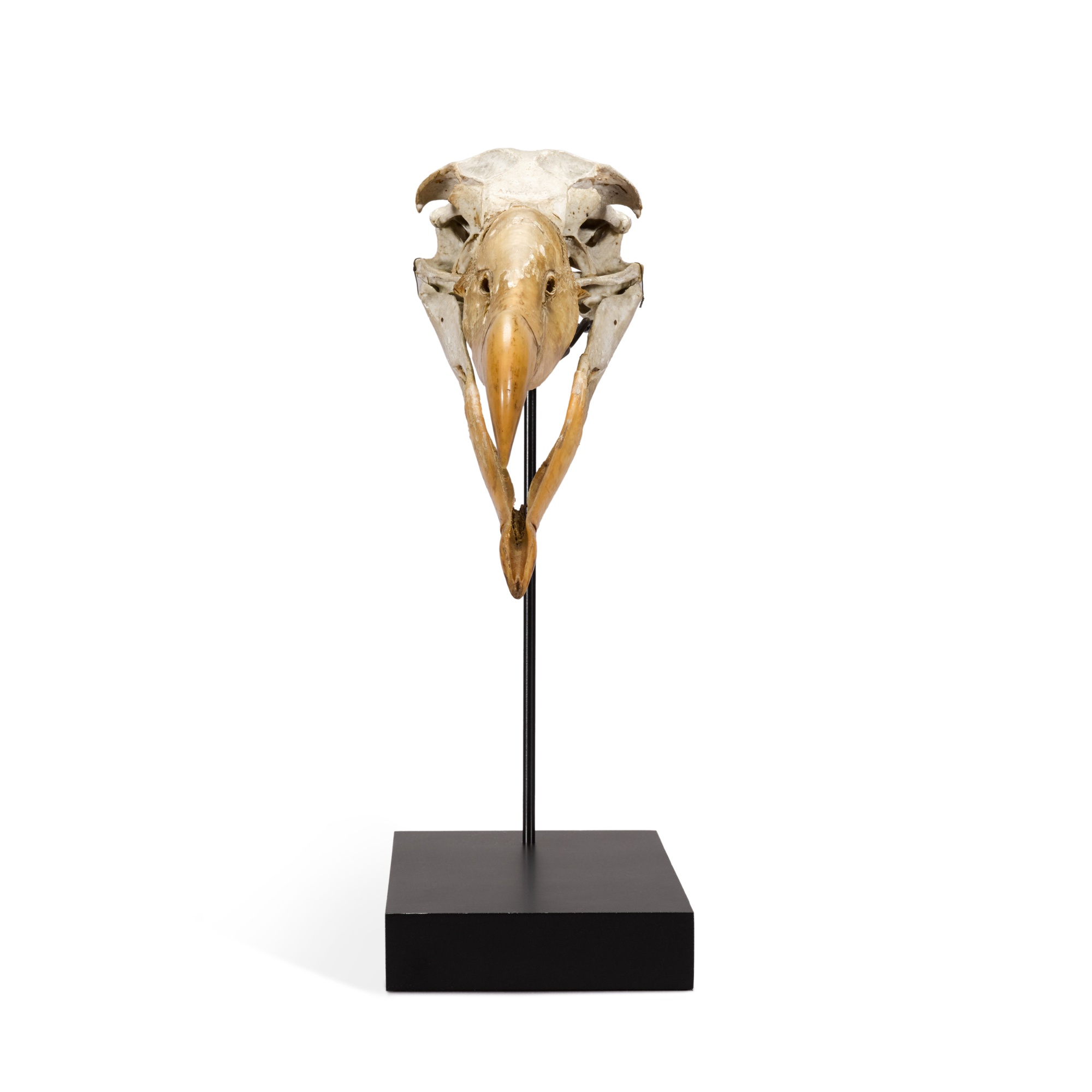 An antique wandering Albatross skull, late 19th/early 20th century ...