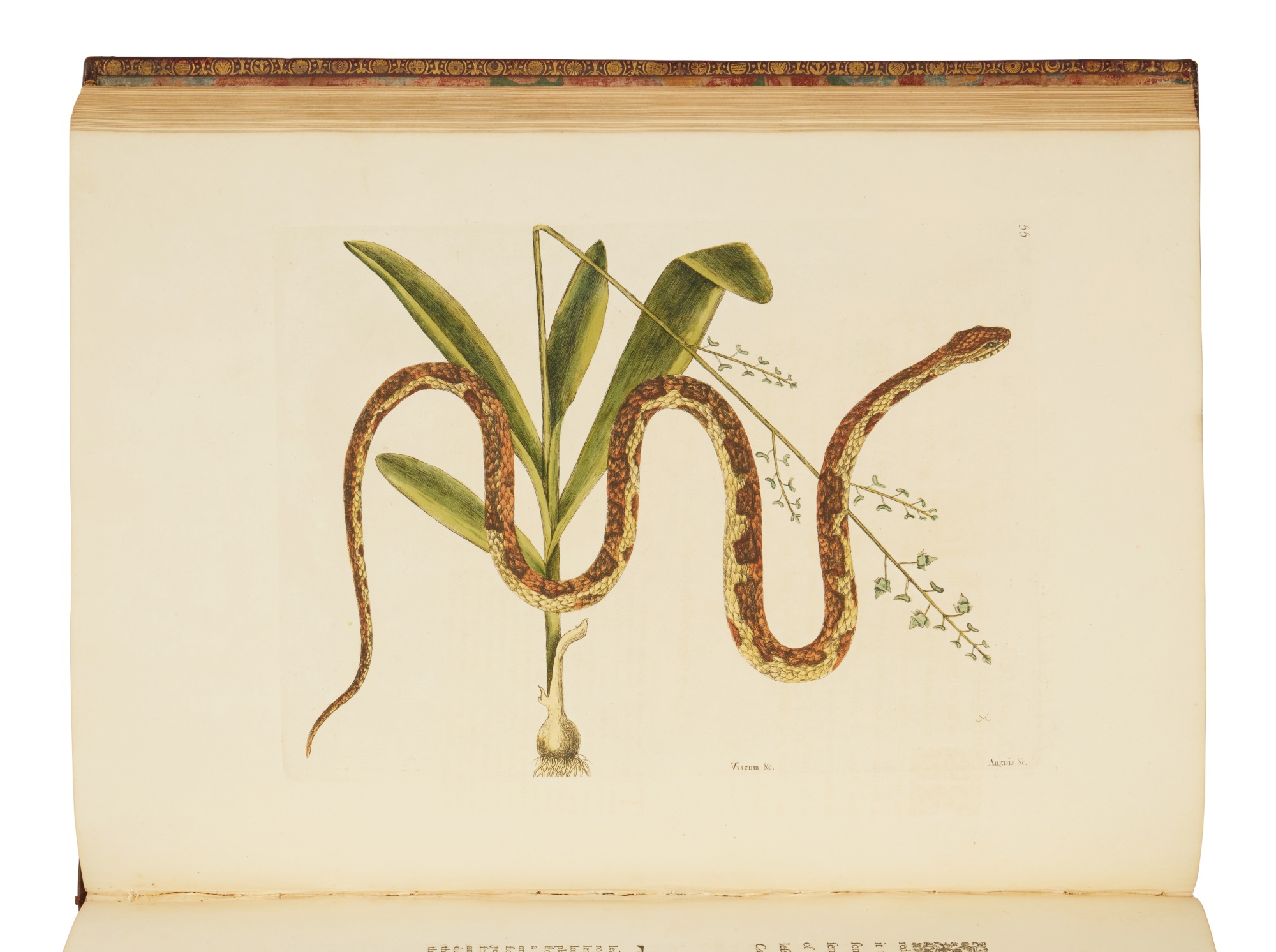 Catesby, Mark | The "most famous colorplate book of American plant and ...