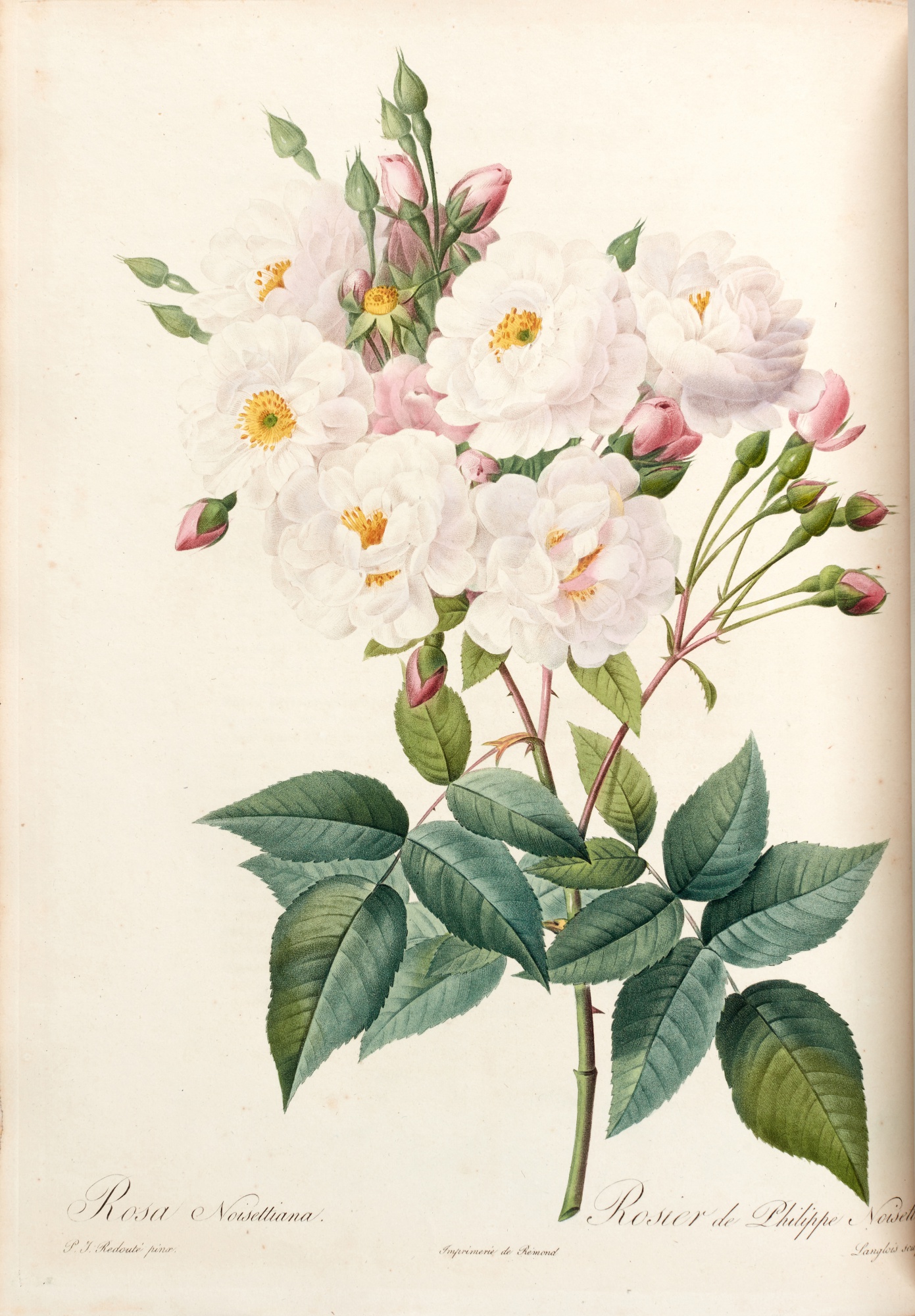 Pierre-Joseph Redouté and Claude-Antoine Thory | Les roses, 1817-24, 3 ...