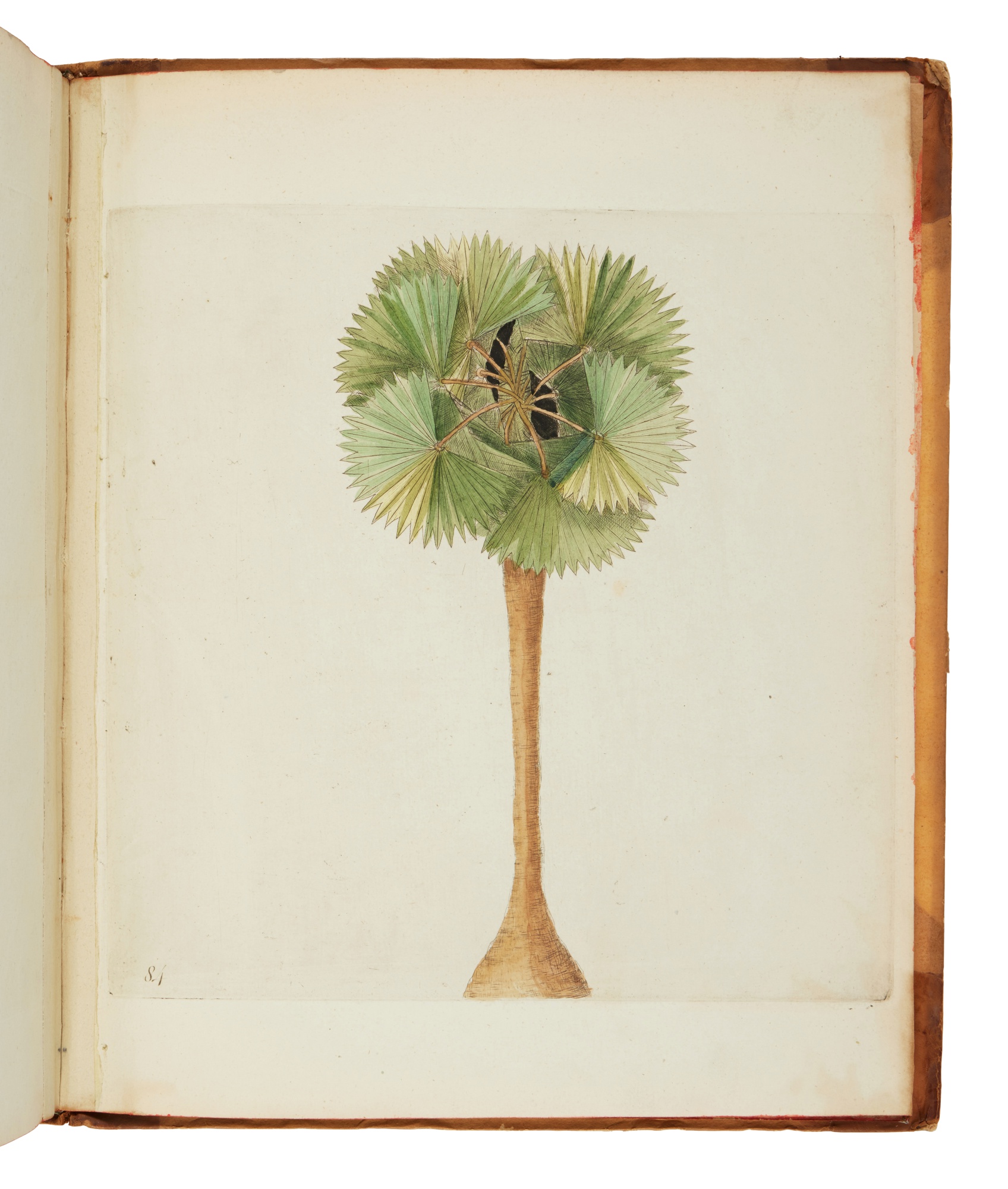 Catesby, Mark | Catesby's collection of "Curious Trees and Shrubs ...