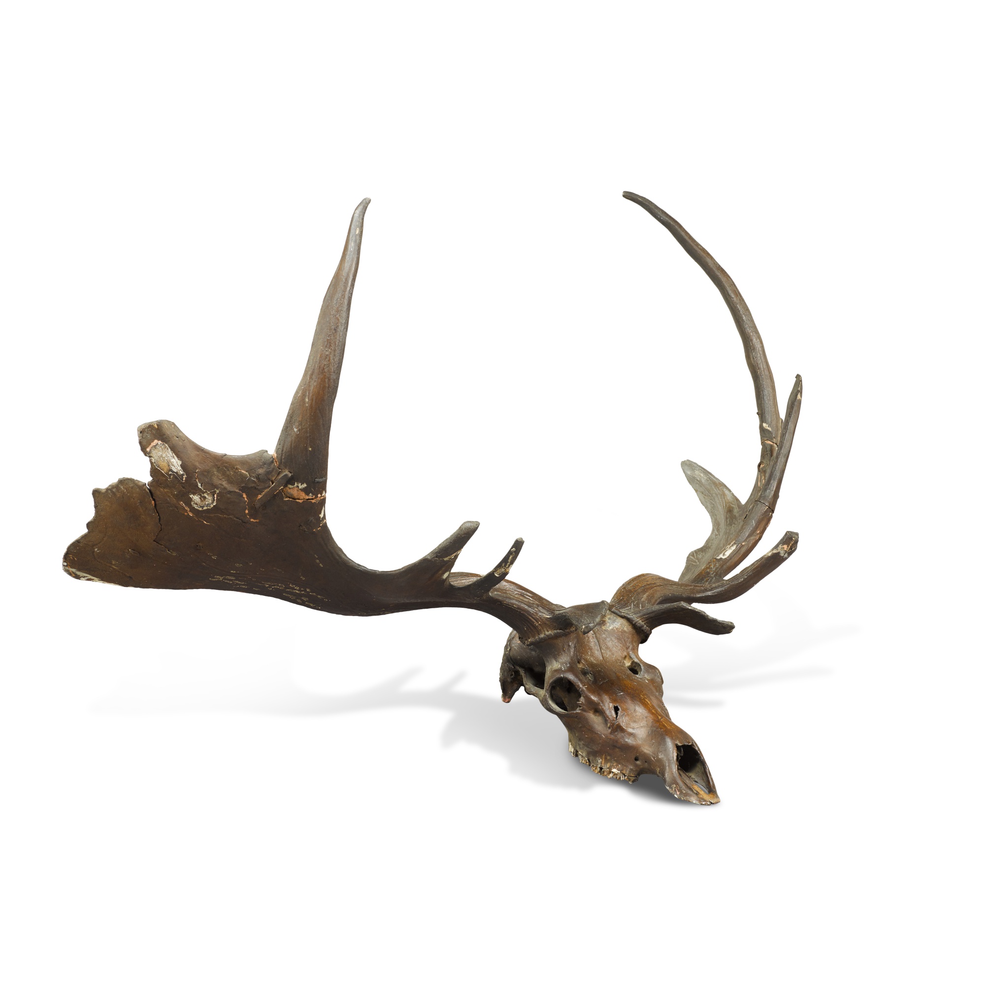 A pair of fossilised Irish elk (Megaloceros giganteus) antlers ...