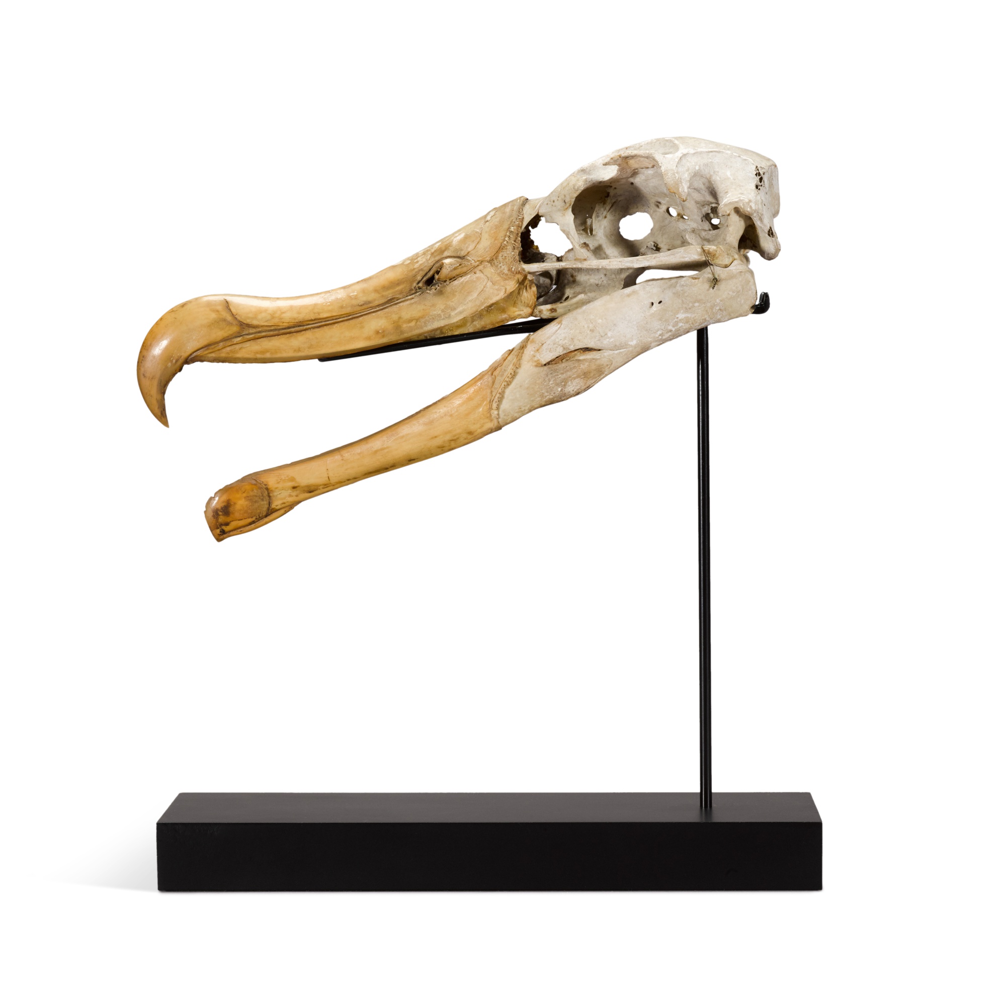 An antique wandering Albatross skull, late 19th/early 20th century ...