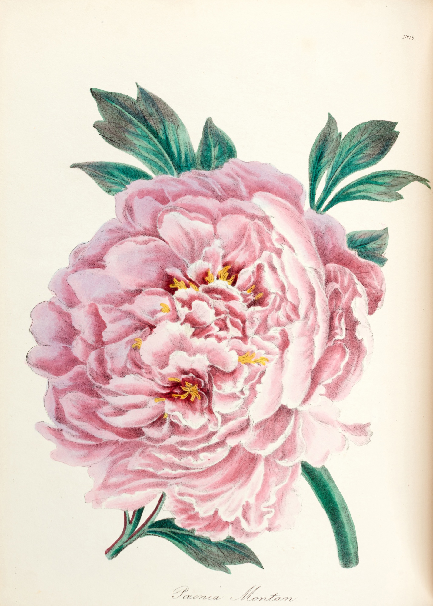 G.B. Knowles and Frederic Westcott | The floral cabinet, 1837-40, 3 ...
