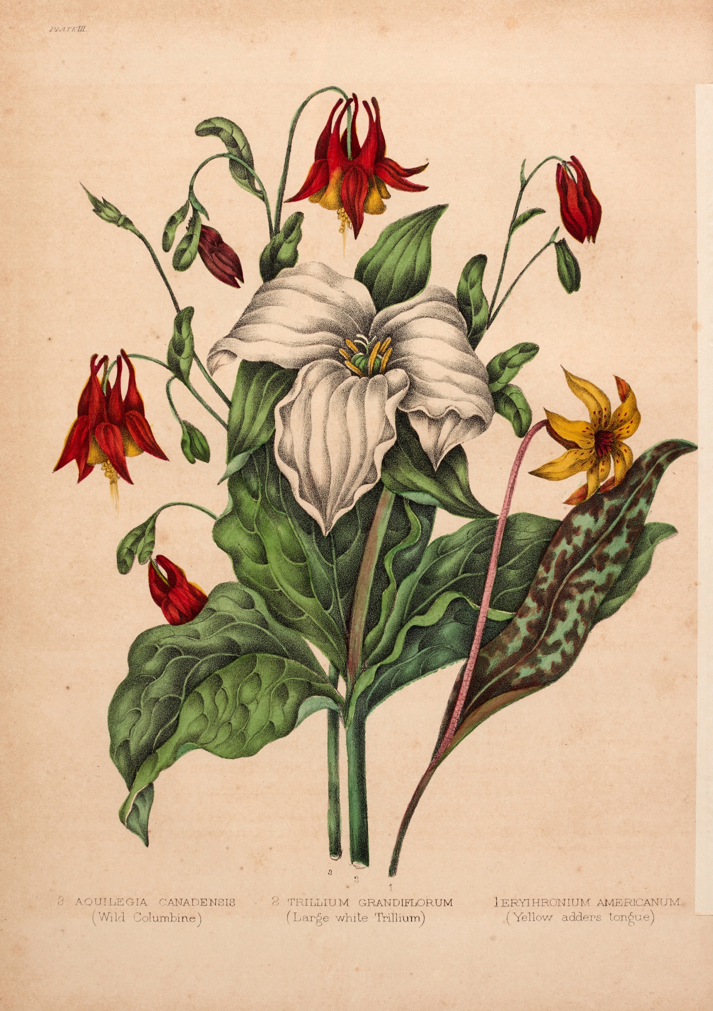 Agnes Fitzgibbon—Catharine Parr Traill | Canadian wild flowers ...