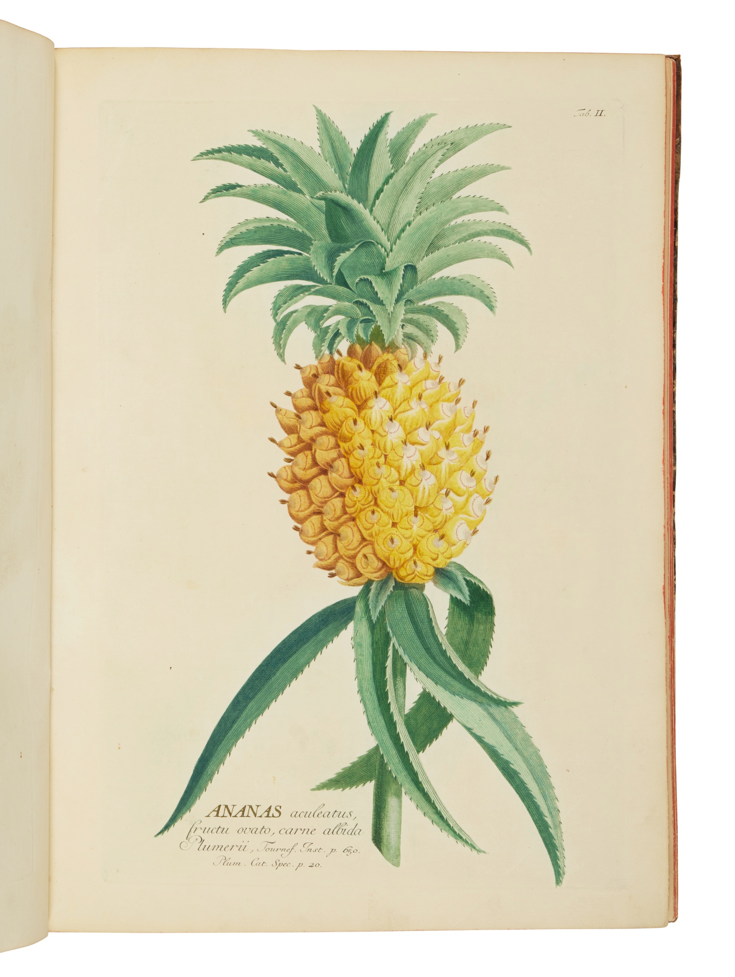 Trew, Cristoph Jakob — Benedict Christian Vogel | The finest botanical ...