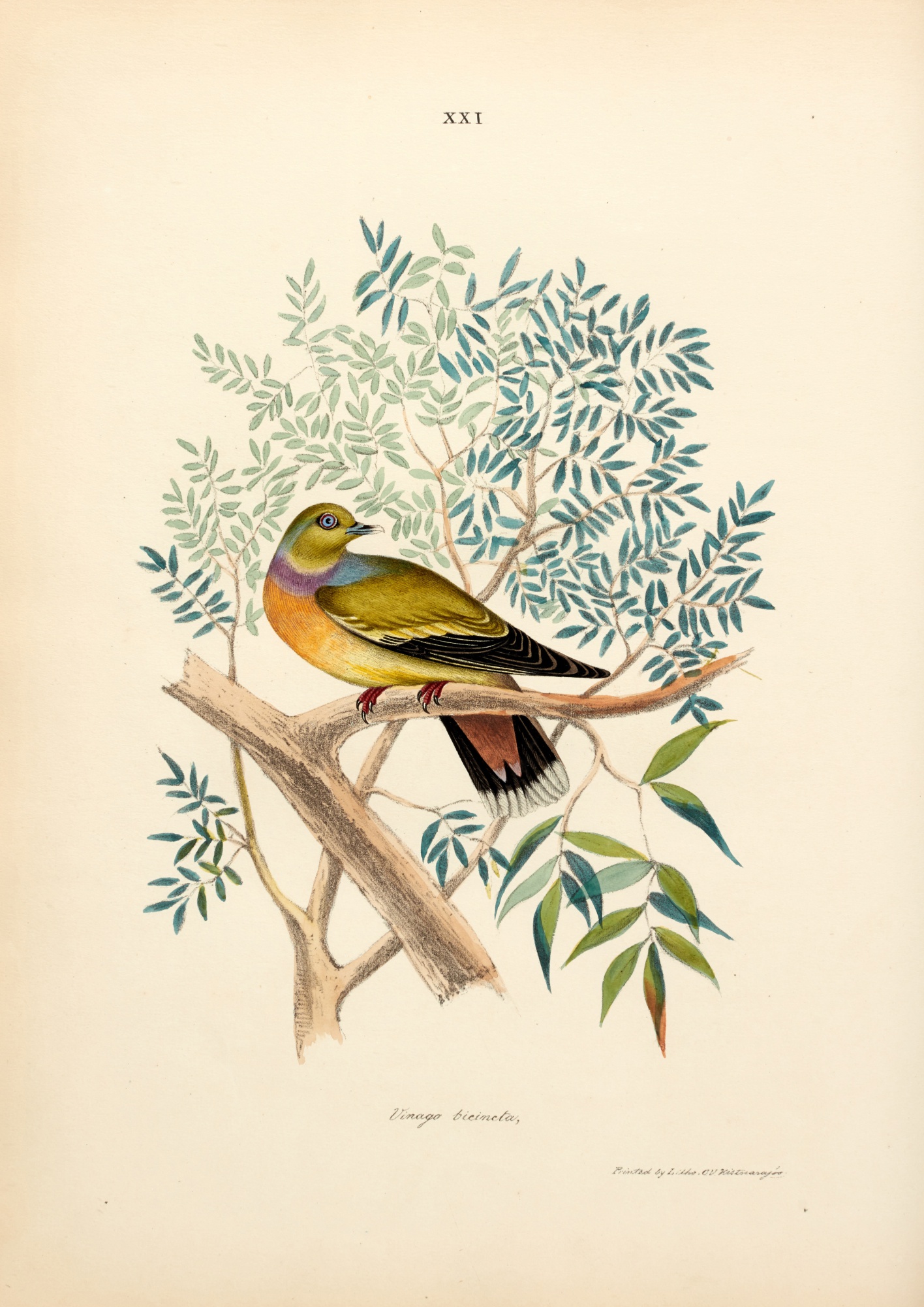 Thomas Claverhill Jerdon | Illustrations of Indian ornithology, Madras ...