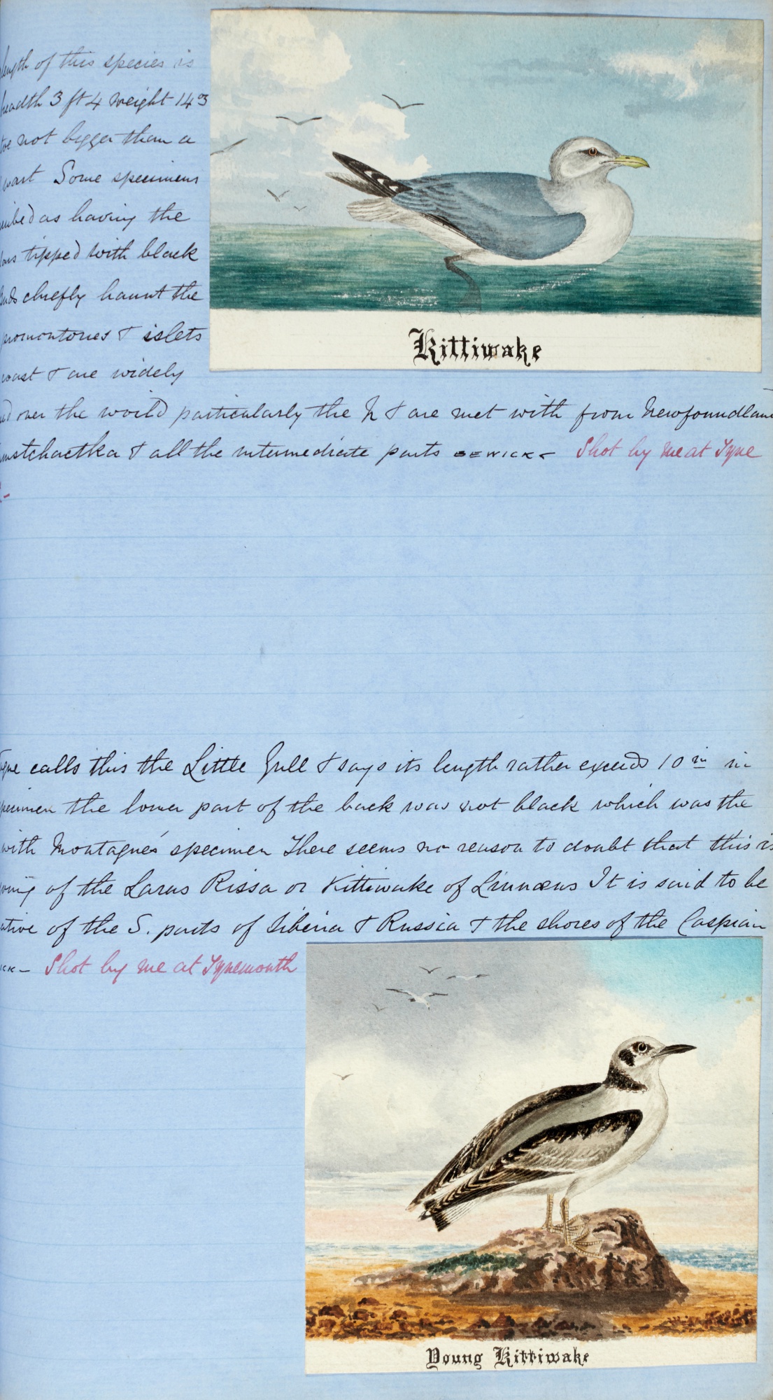 Fowling manuscript | "Notes on birds manuscript. Original watercolour ...