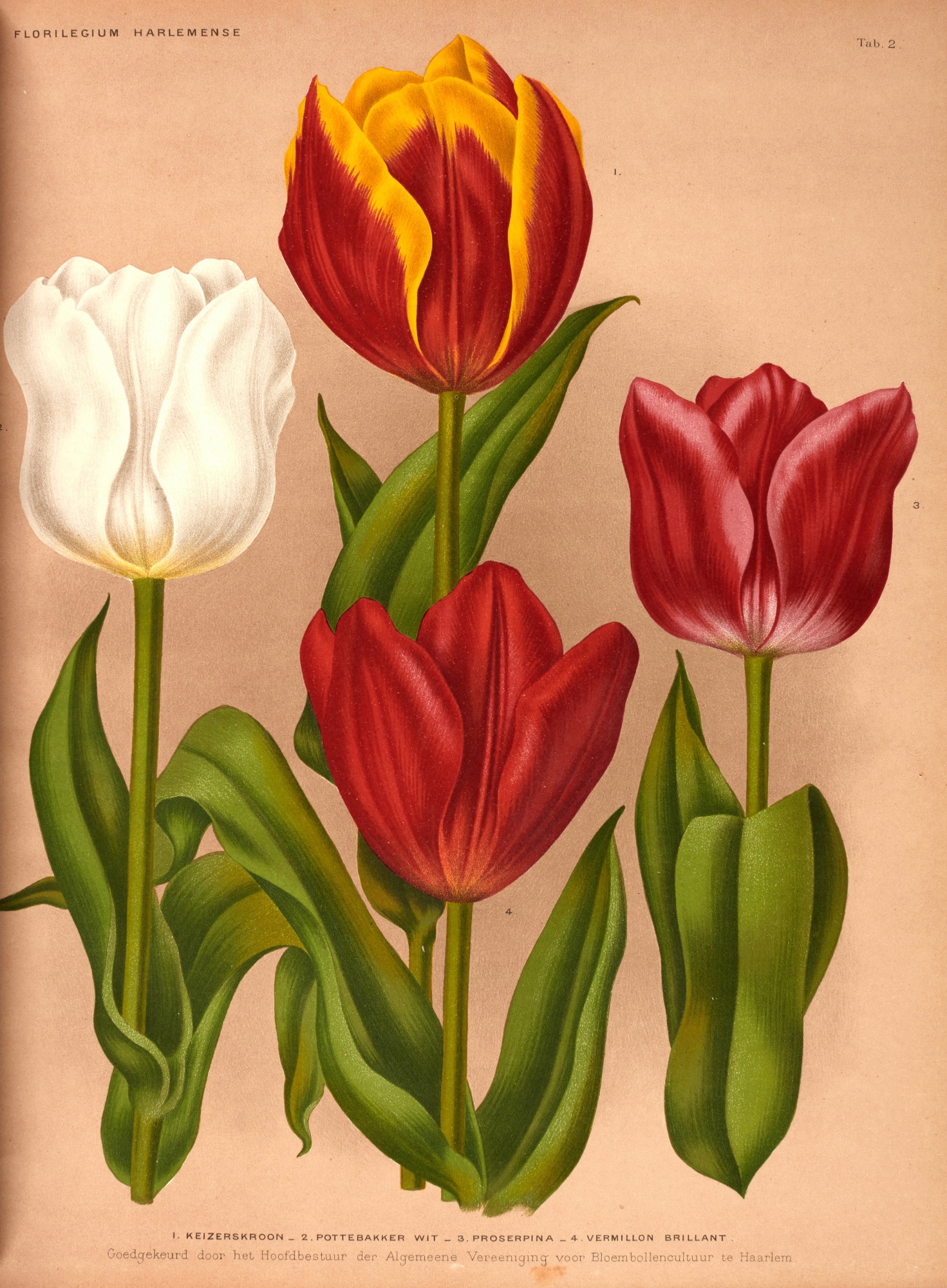 Edward Step | Hardy bulbous plants. Florilegium harlemense, London ...