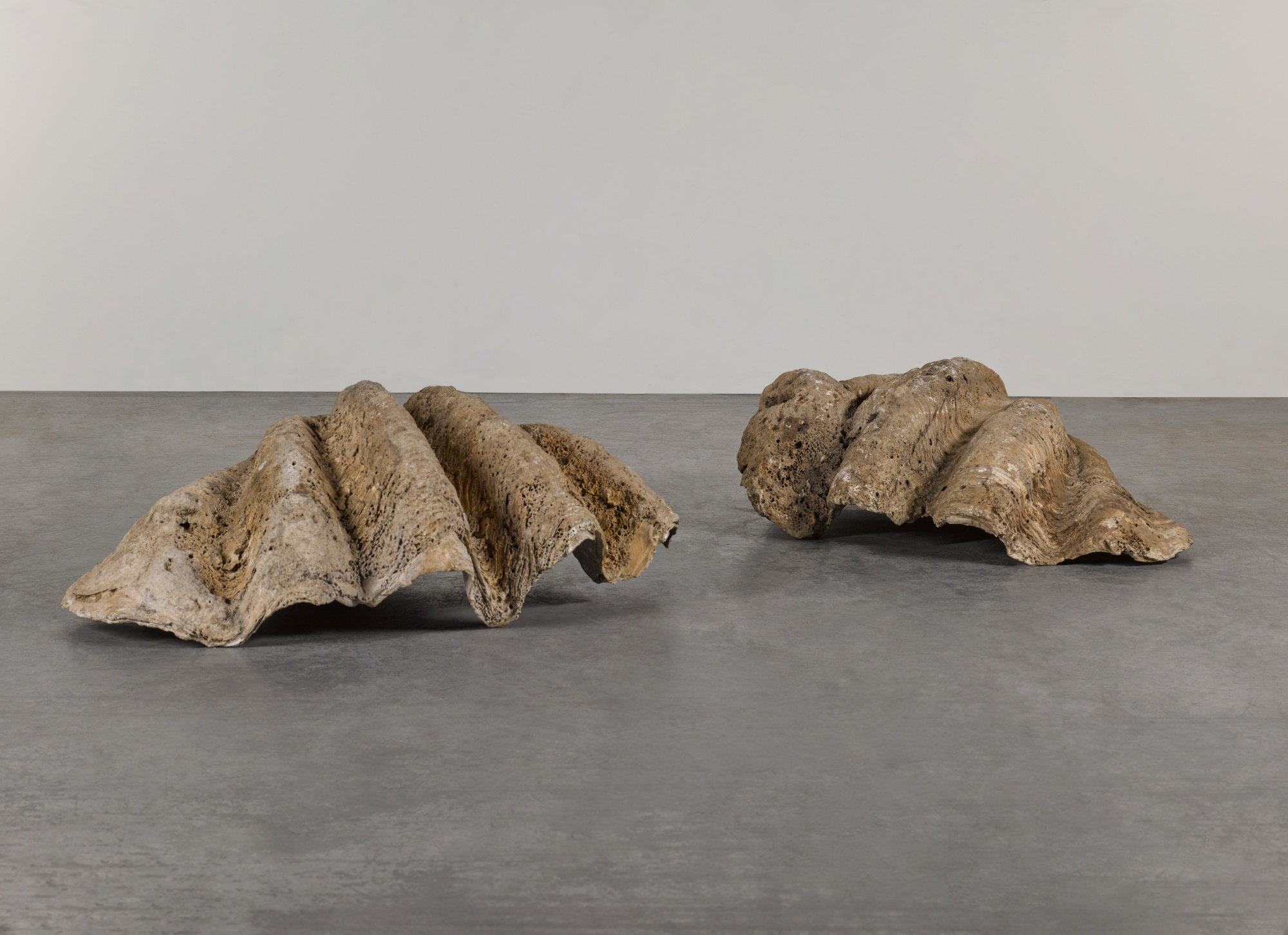 A pair of large antique Giant Clam (Tridacna gigas) shells | Emma ...