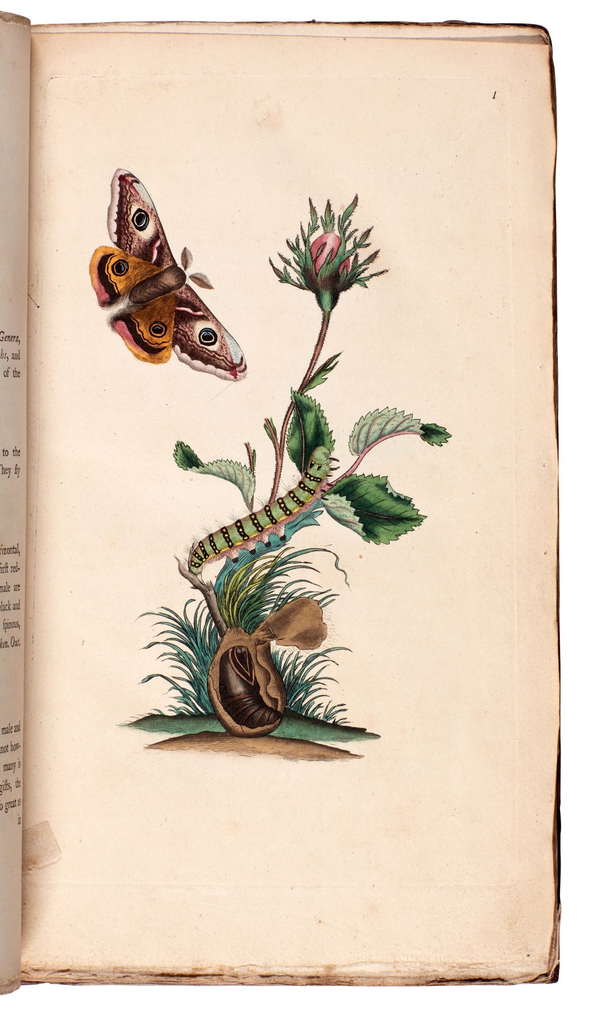 Edward Donovan | The natural history of British insects, 1792-1801, 10 ...