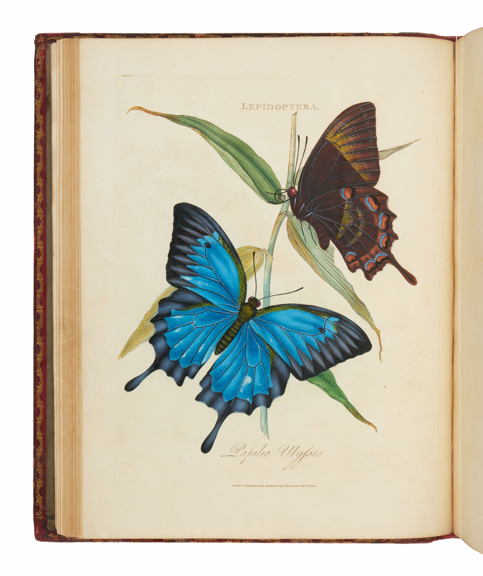 Donovan, Edward | The first of its kind to deal with India's entomology ...