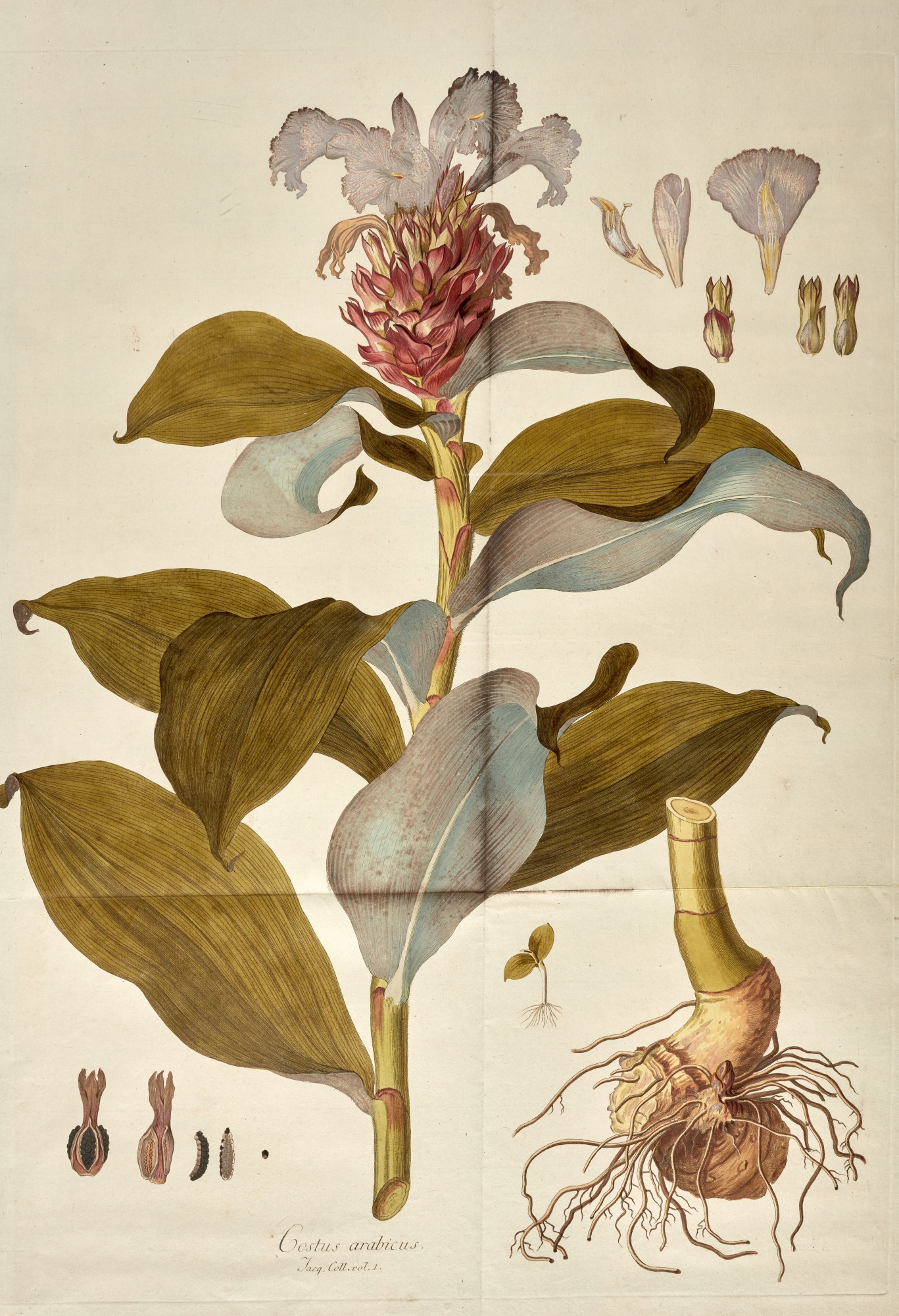 Nikolaus Joseph von Jacquin | Icones plantarum rariorum, Vienna, 1781 ...