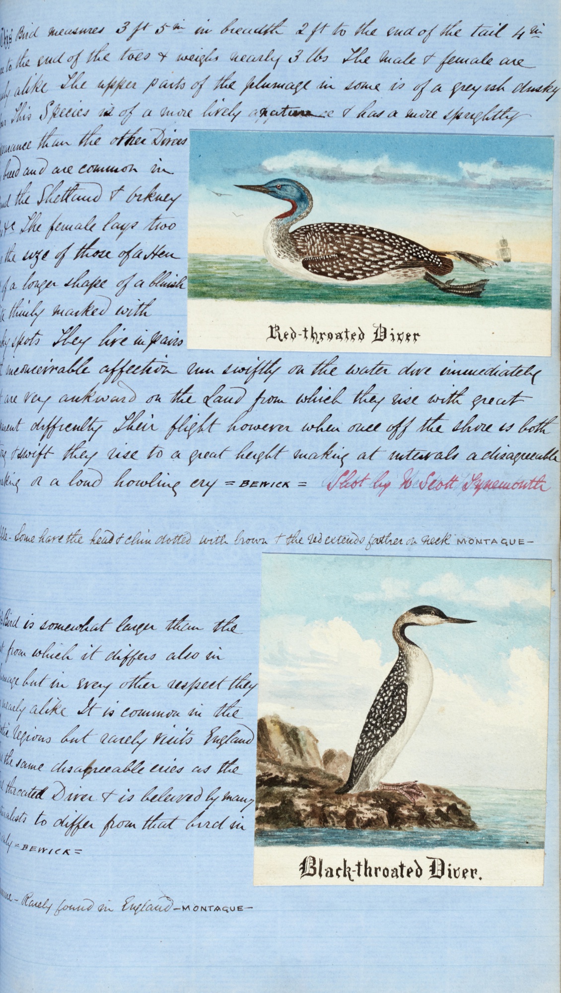 Fowling manuscript | "Notes on birds manuscript. Original watercolour ...