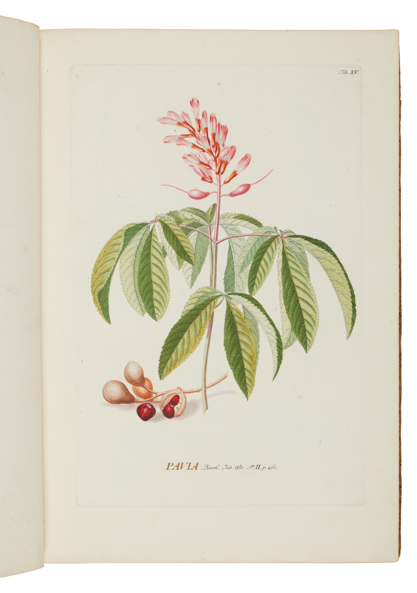 Ehret, Dionysius, Christoph Jakob Trew, and Benedict Christian Vogel ...