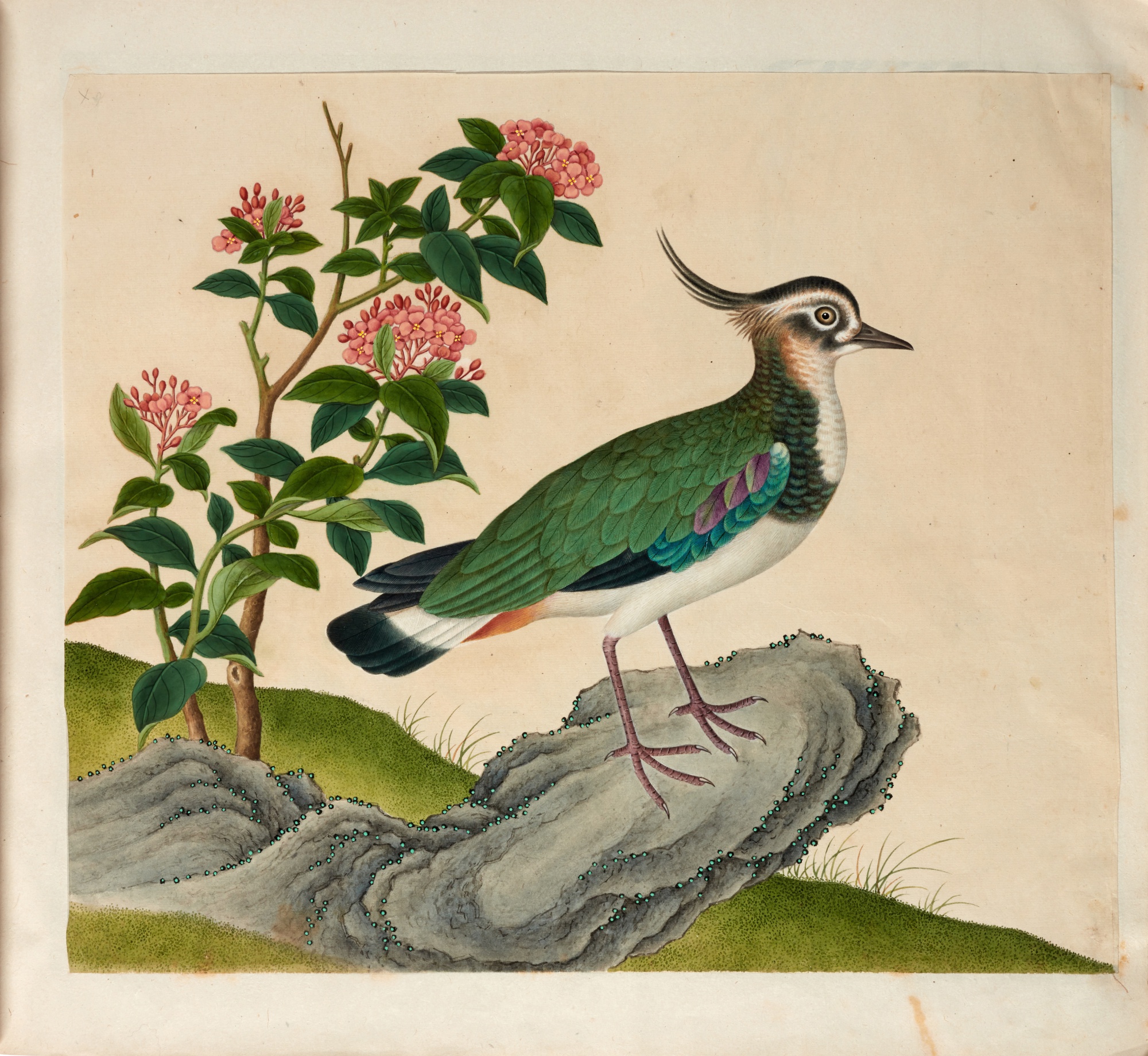 Indo-Chinese school | The Begum's Book of Birds, eighteenth century ...