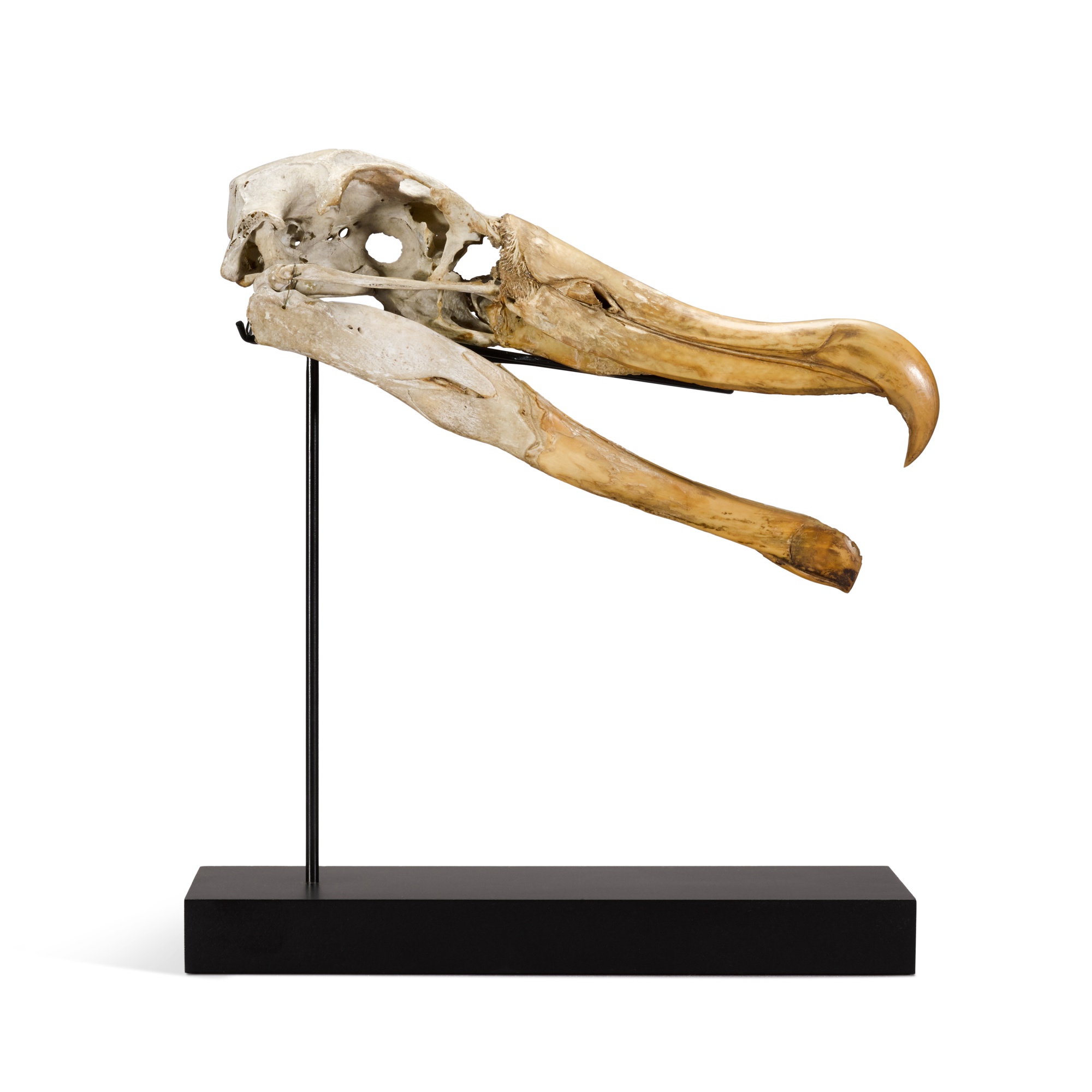 An antique wandering Albatross skull, late 19th/early 20th century ...