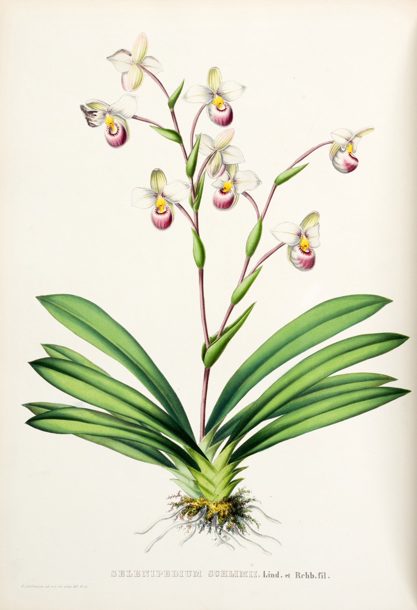 Jean-Jules Linden | Pescatorea. Iconographie des orchidées, Brussels ...