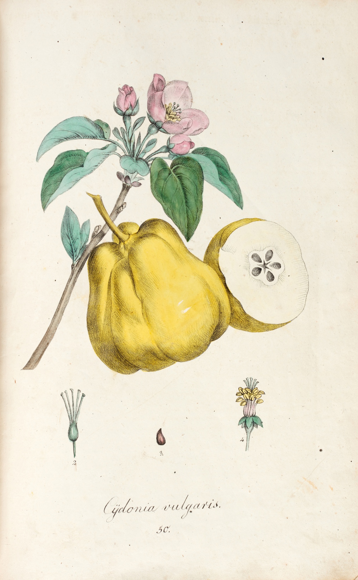 Alois Sterler and Johann Nepomuck Mayerhoffer | Europa's medicinische ...