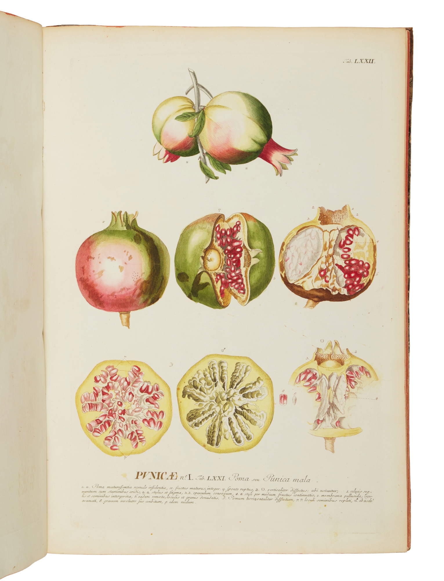 Trew, Cristoph Jakob — Benedict Christian Vogel | The finest botanical ...