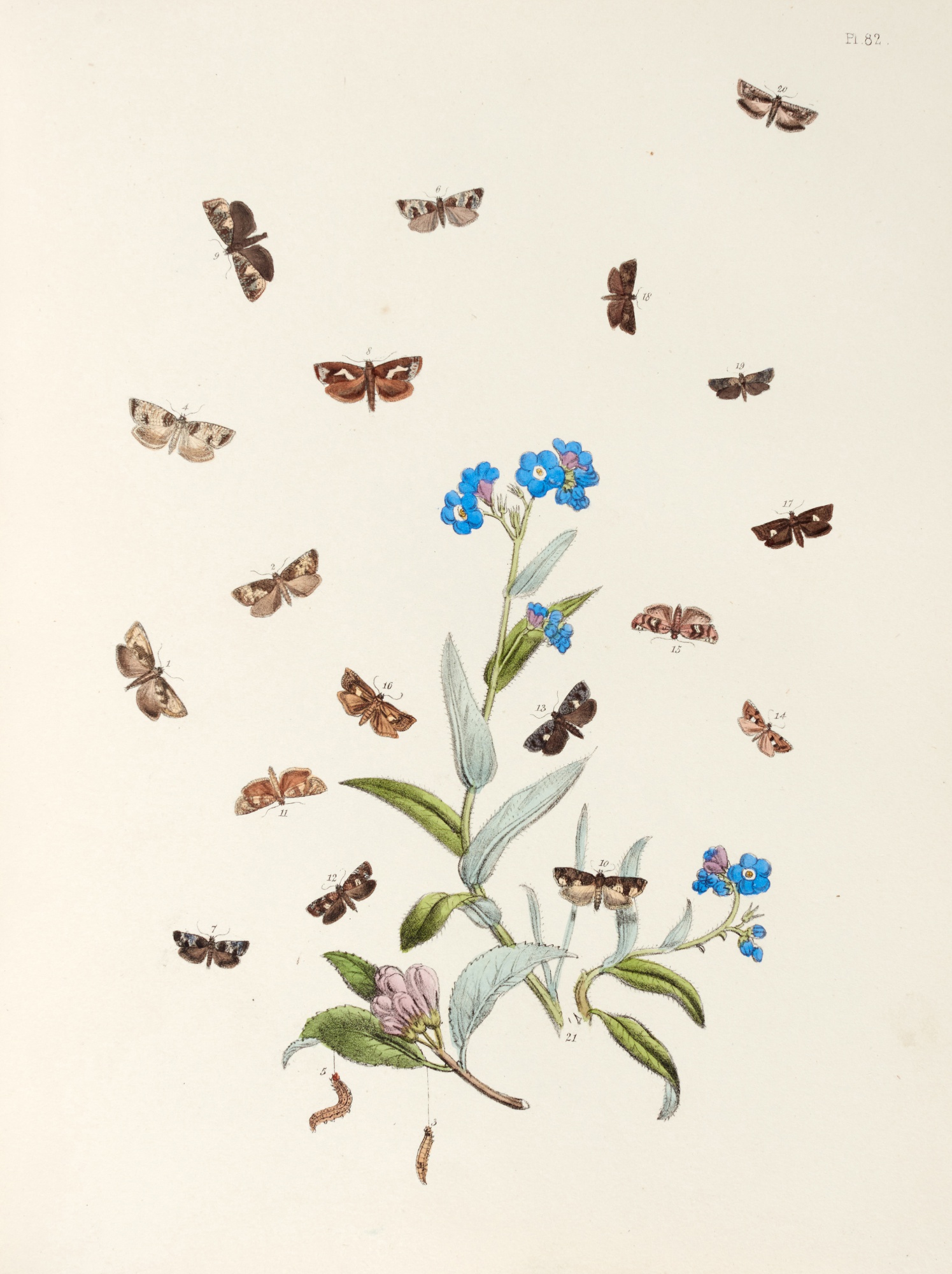 Henry Noel Humphreys and John Obadiah Westwood | British moths and ...