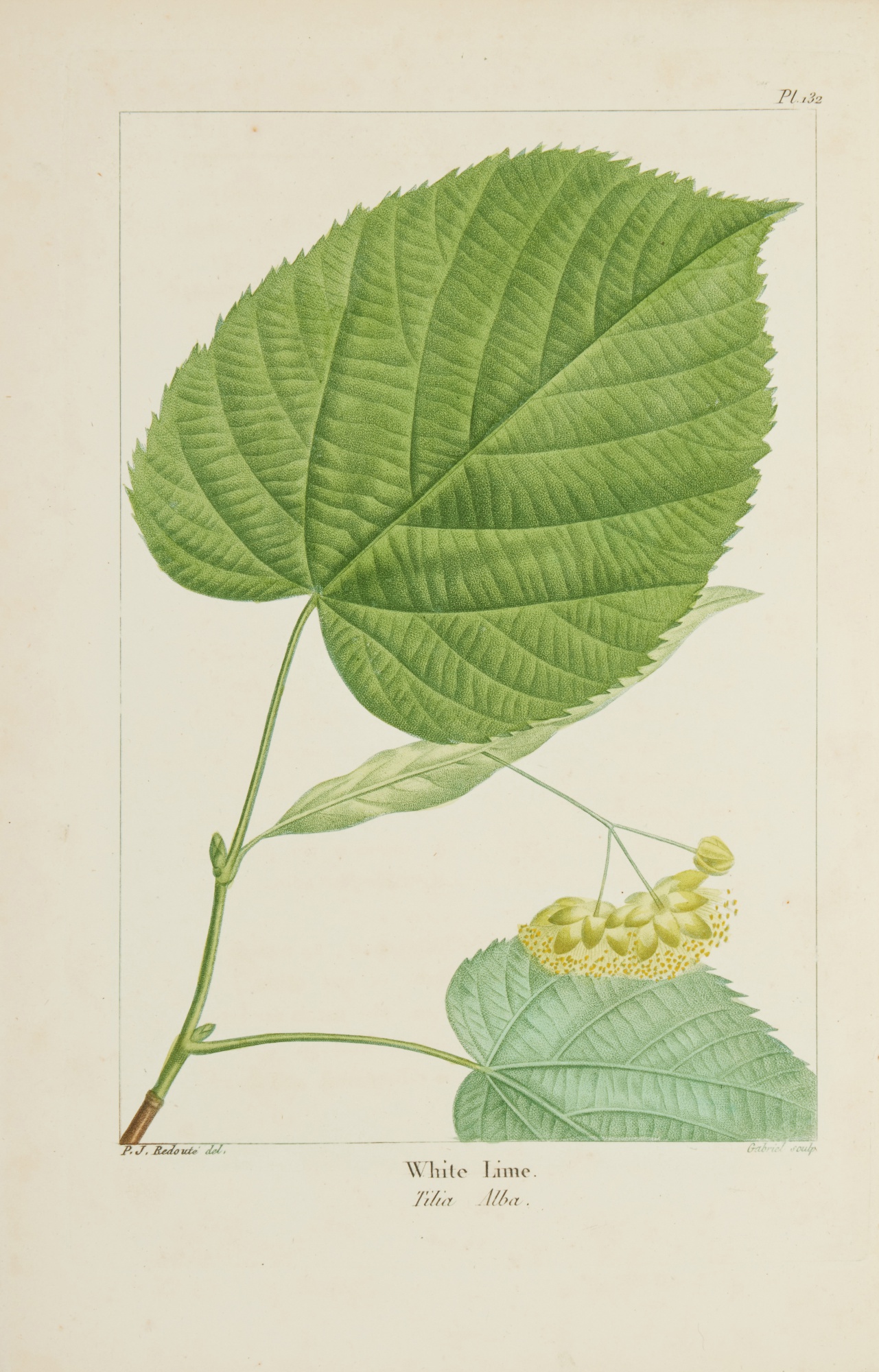 Michaux, François-André | The first Illustrated Sylva of North America ...