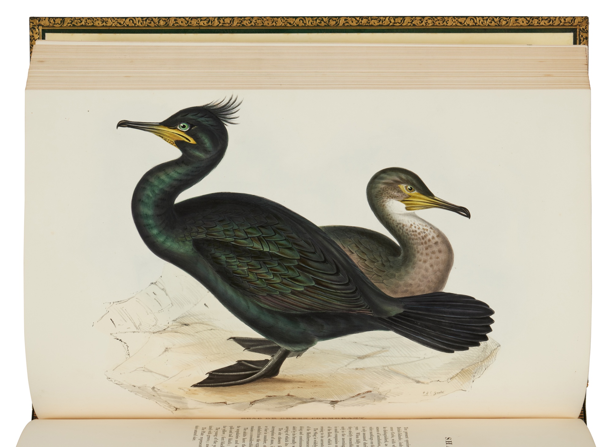 Gould, John | An ornithological Michelangelo | Fine Books and ...