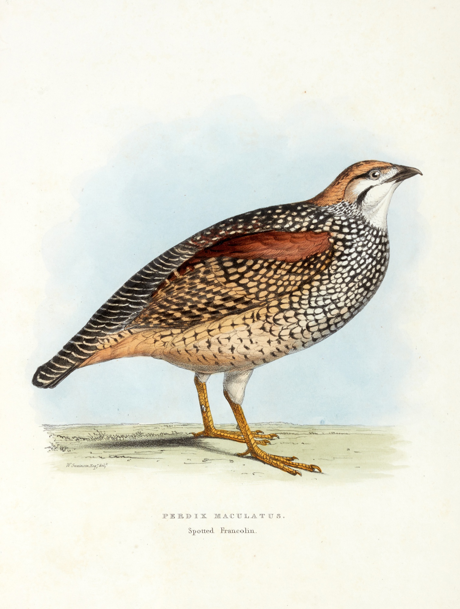 George Robert Gray | A fasciculus of the birds of China, 1871 | Travel ...