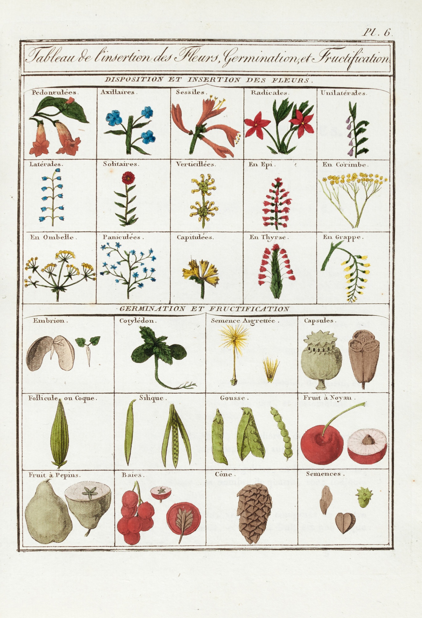 Joseph Roques | Plantes usuelles, indigènes et exotiques, Paris, 1802 ...