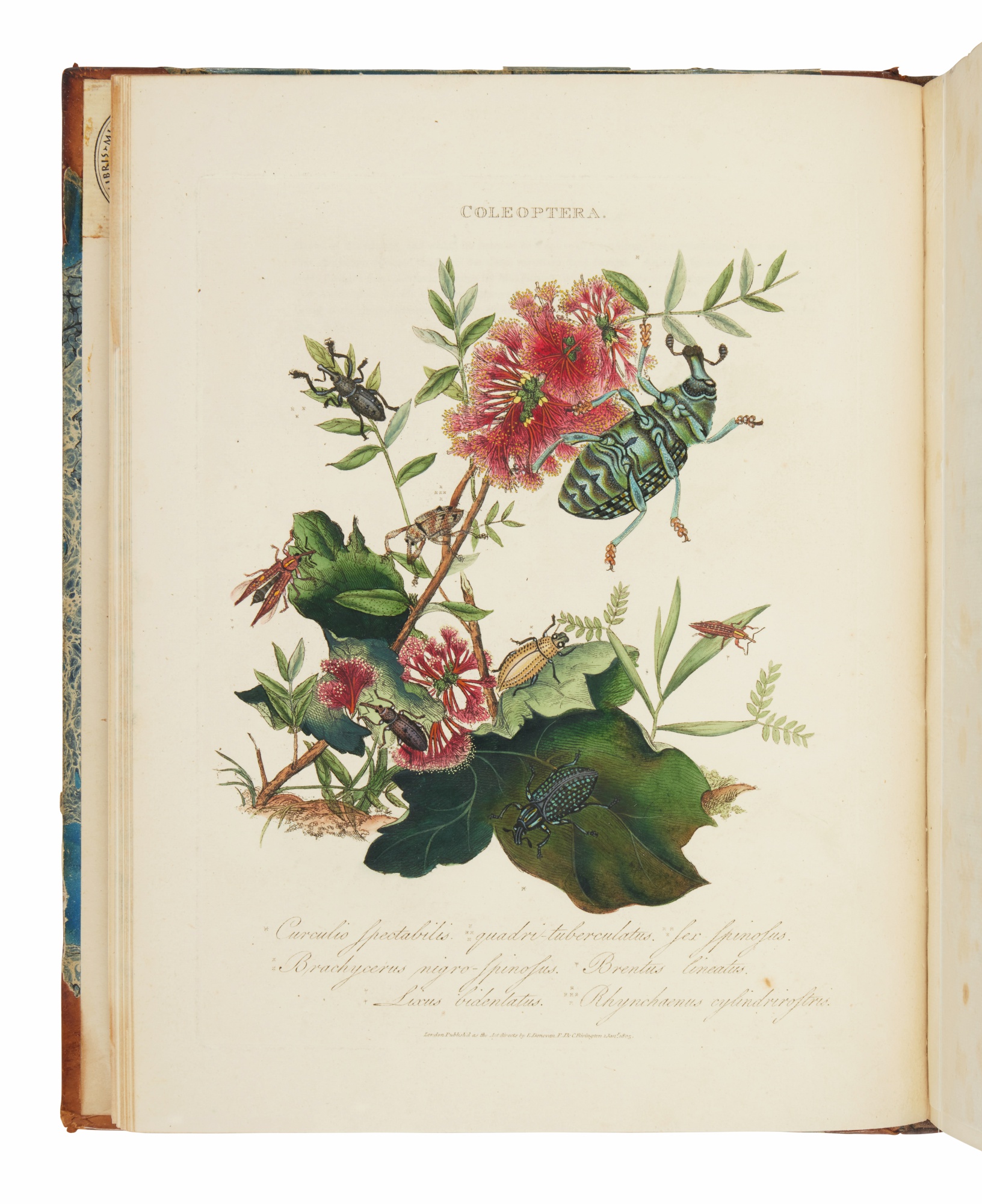 Donovan, Edwards | First edition of a rare catalog of South Seas ...