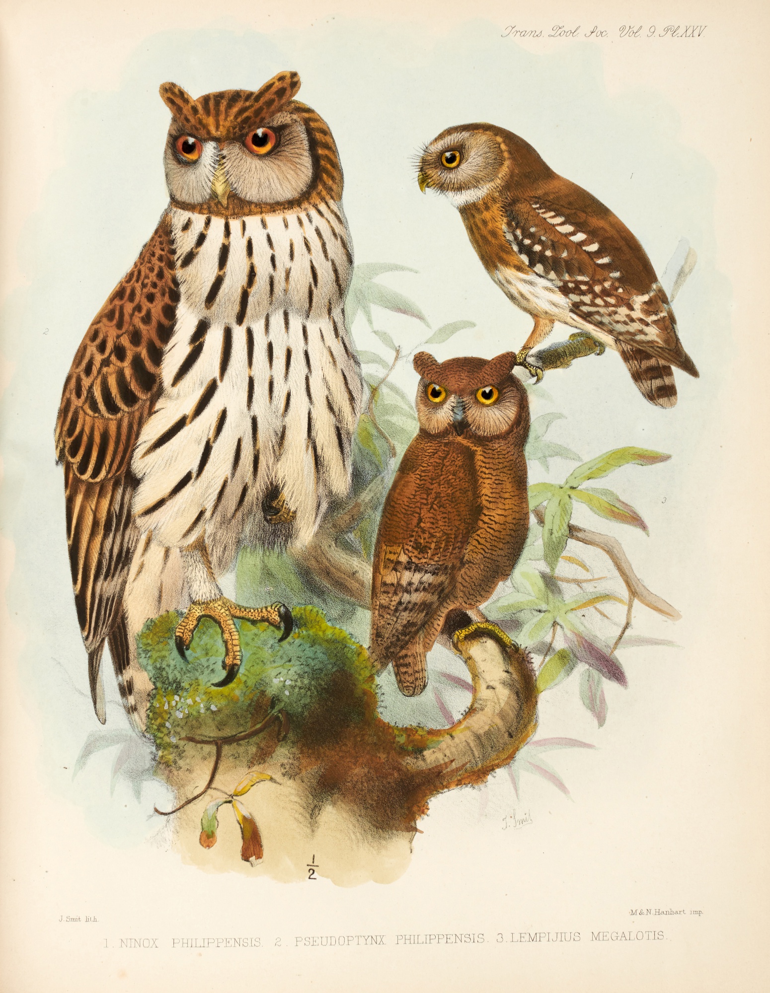 Arthur Hay, Marquess of Tweeddale | A list of the birds known to ...