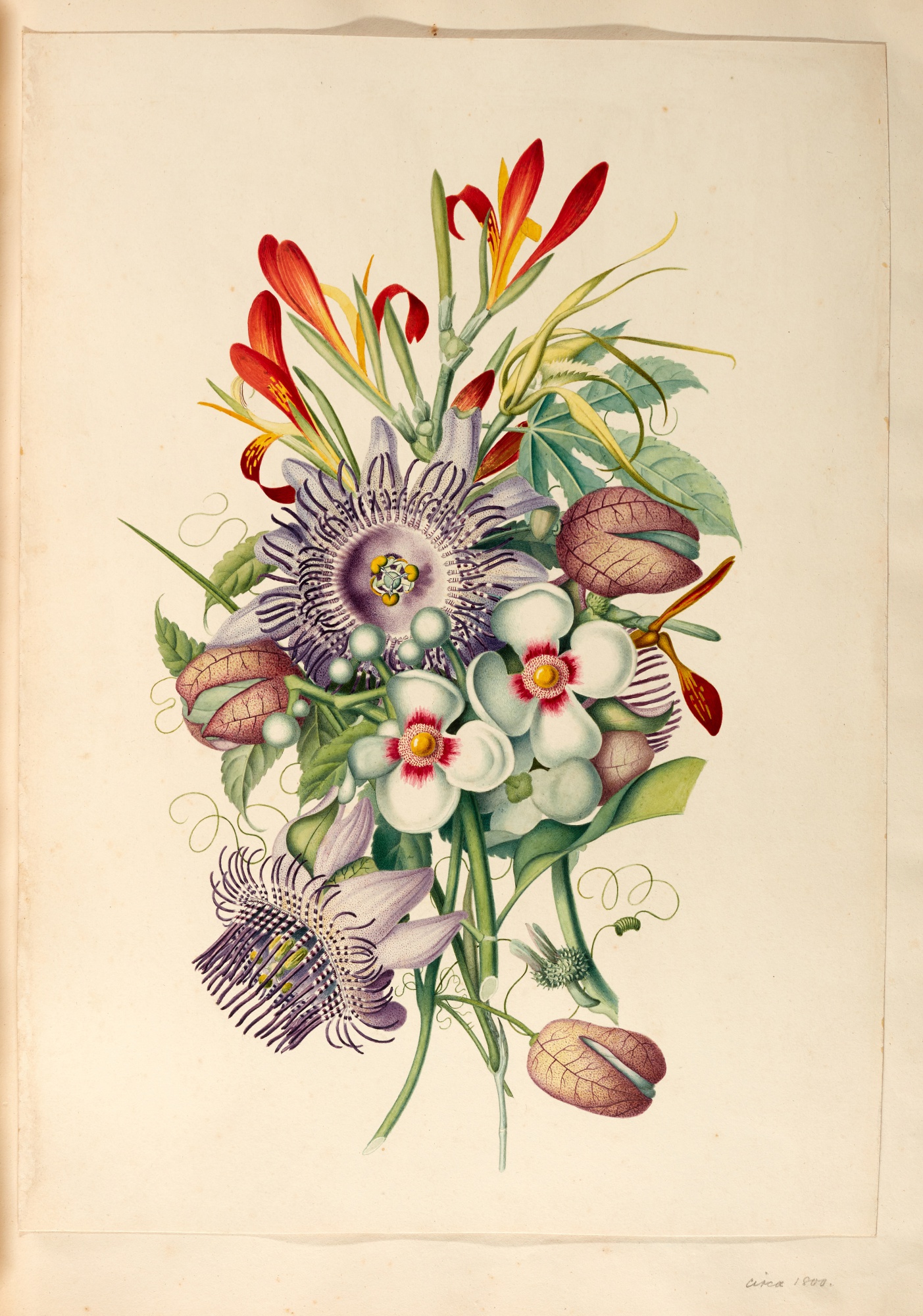 English flowers, watercolours by various artists, 1759-1876 | The ...