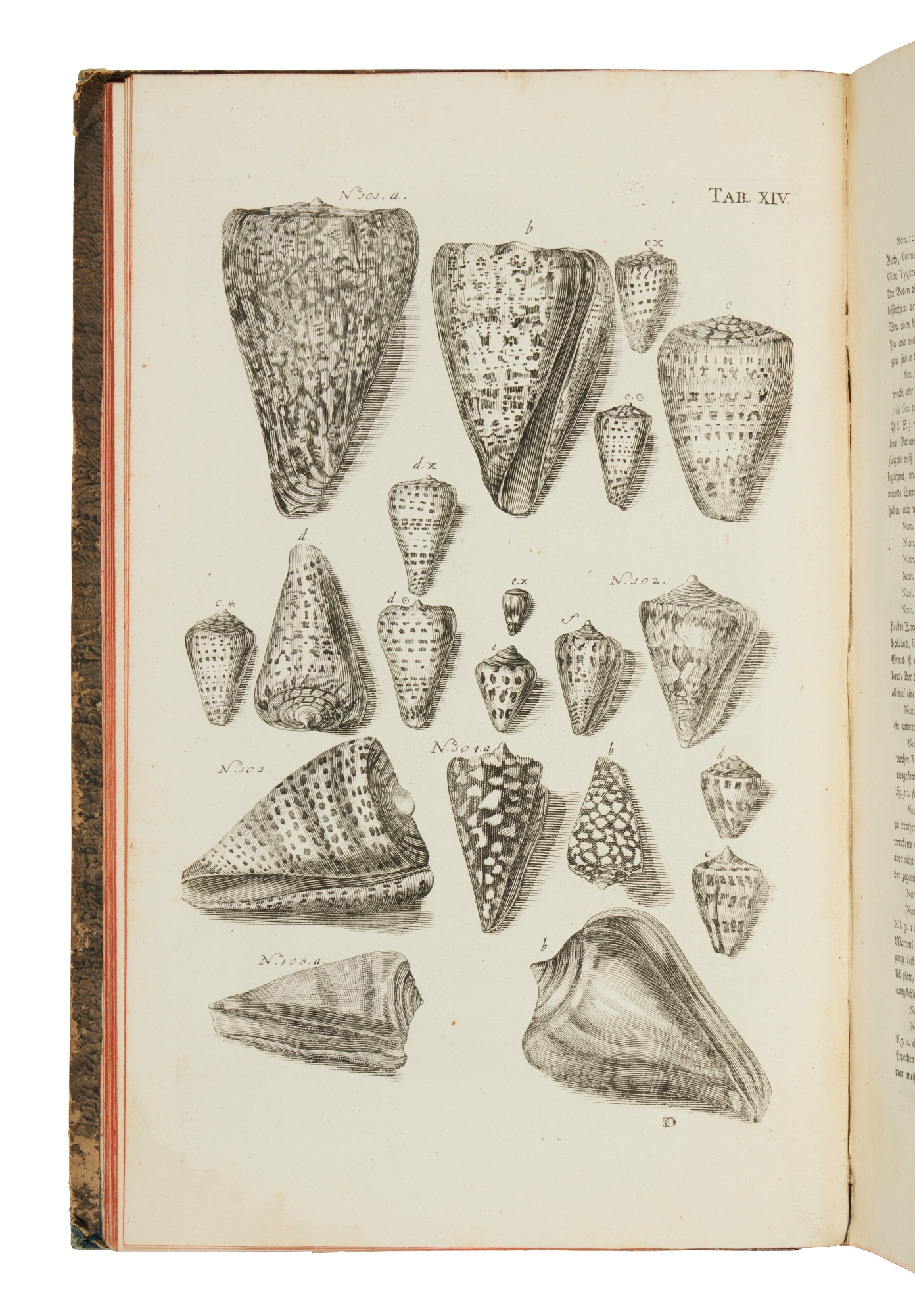 Schröter, Johann Samuel | The conchological portion of the celebrated ...