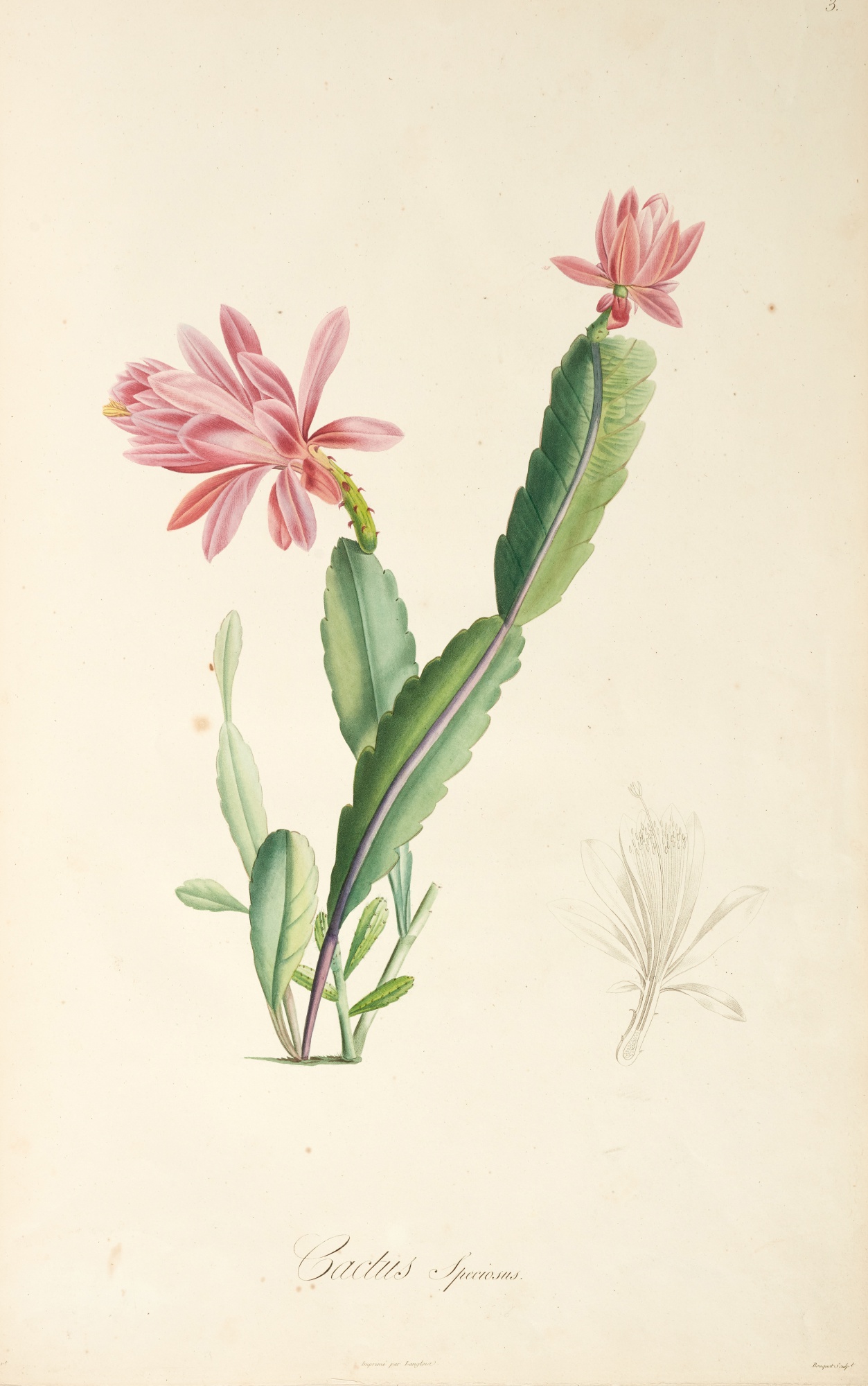 Aimé Jacques Alexandre Bonpland | Description des plantes rares ...