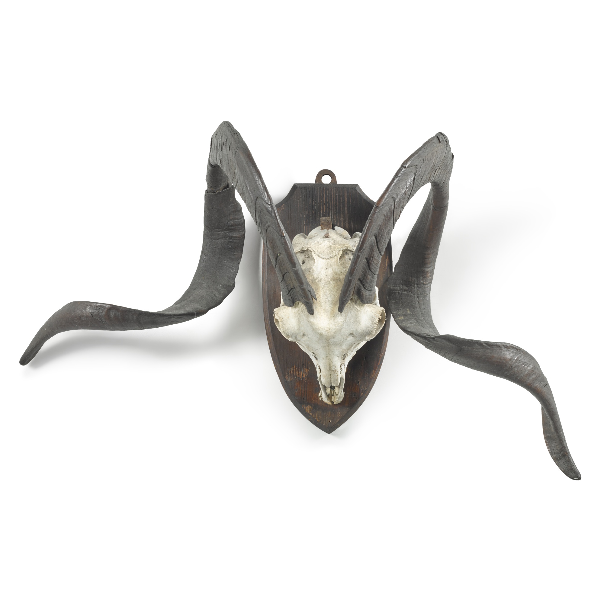 A Dhagestahn tur (Capra cylindricornis) skull, 19th century | Emma ...