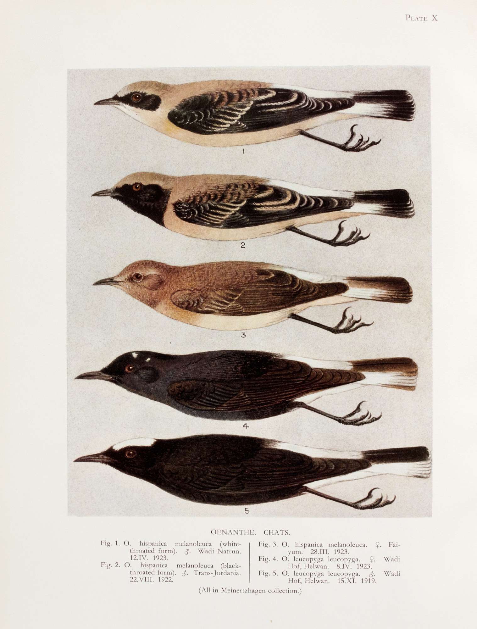 Colonel R. Meinertzhagen | Nicoll's Birds of Egypt, London, London ...