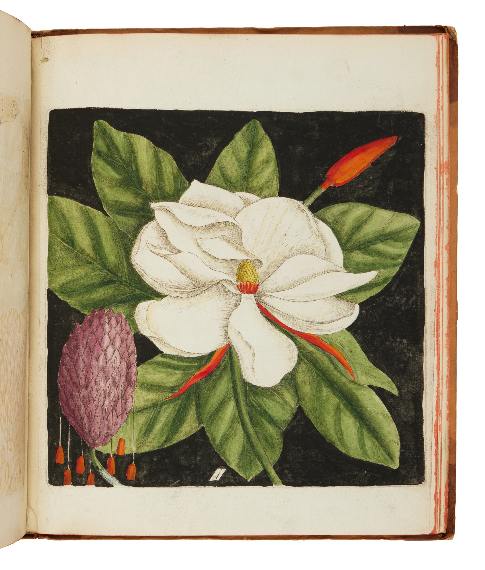 Catesby, Mark | Catesby's collection of "Curious Trees and Shrubs ...