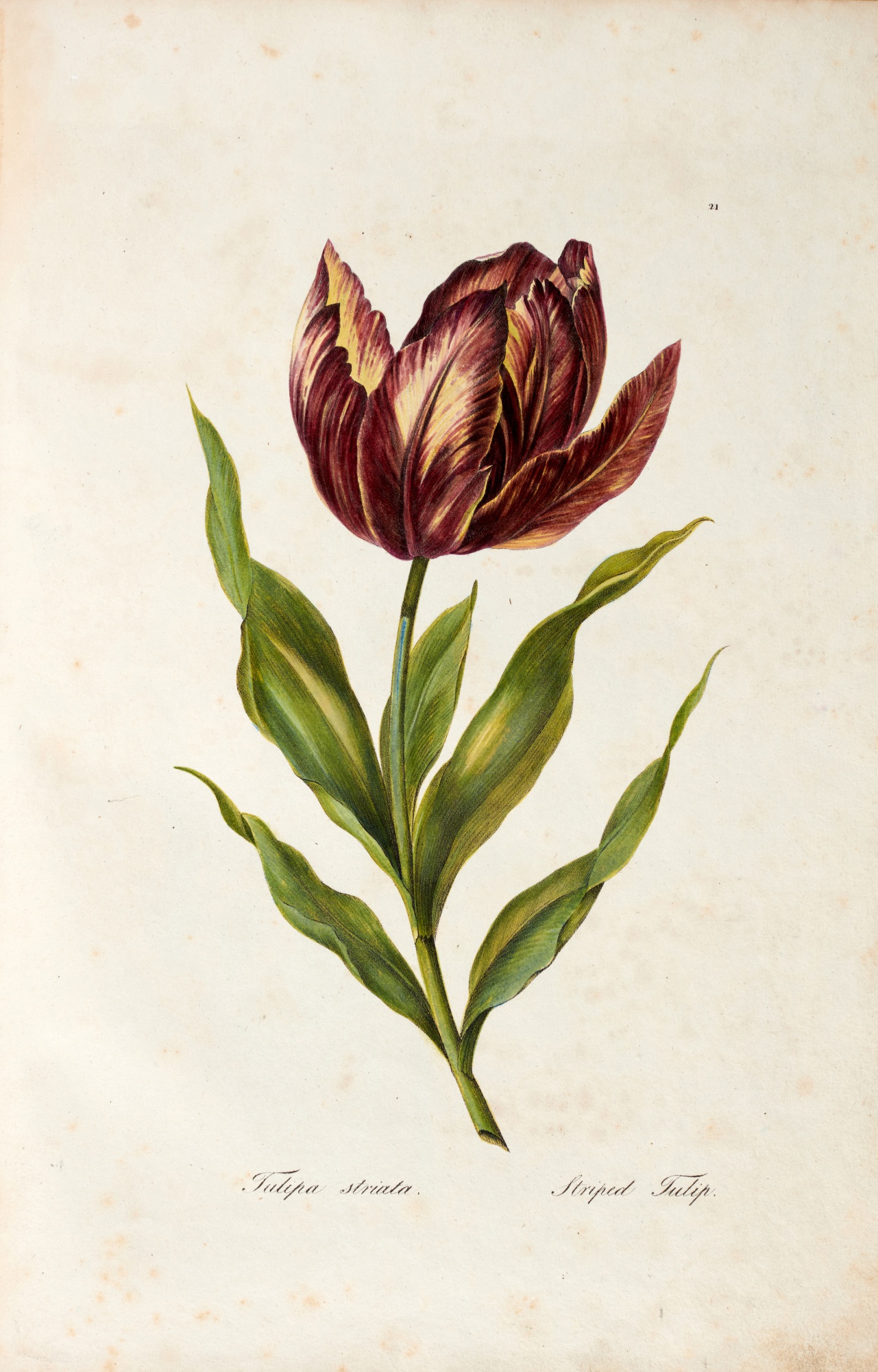 Rudolph Ackermann | [Flowers: A Series of Studies from Nature Drawn on ...