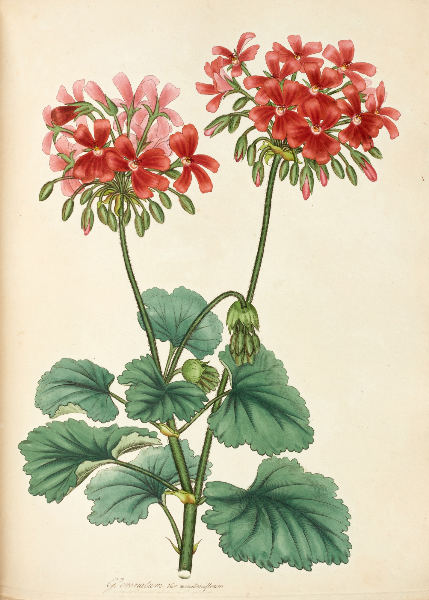 Henry C. Andrews | Geraniums, London, 1805 | The Library of Henry ...